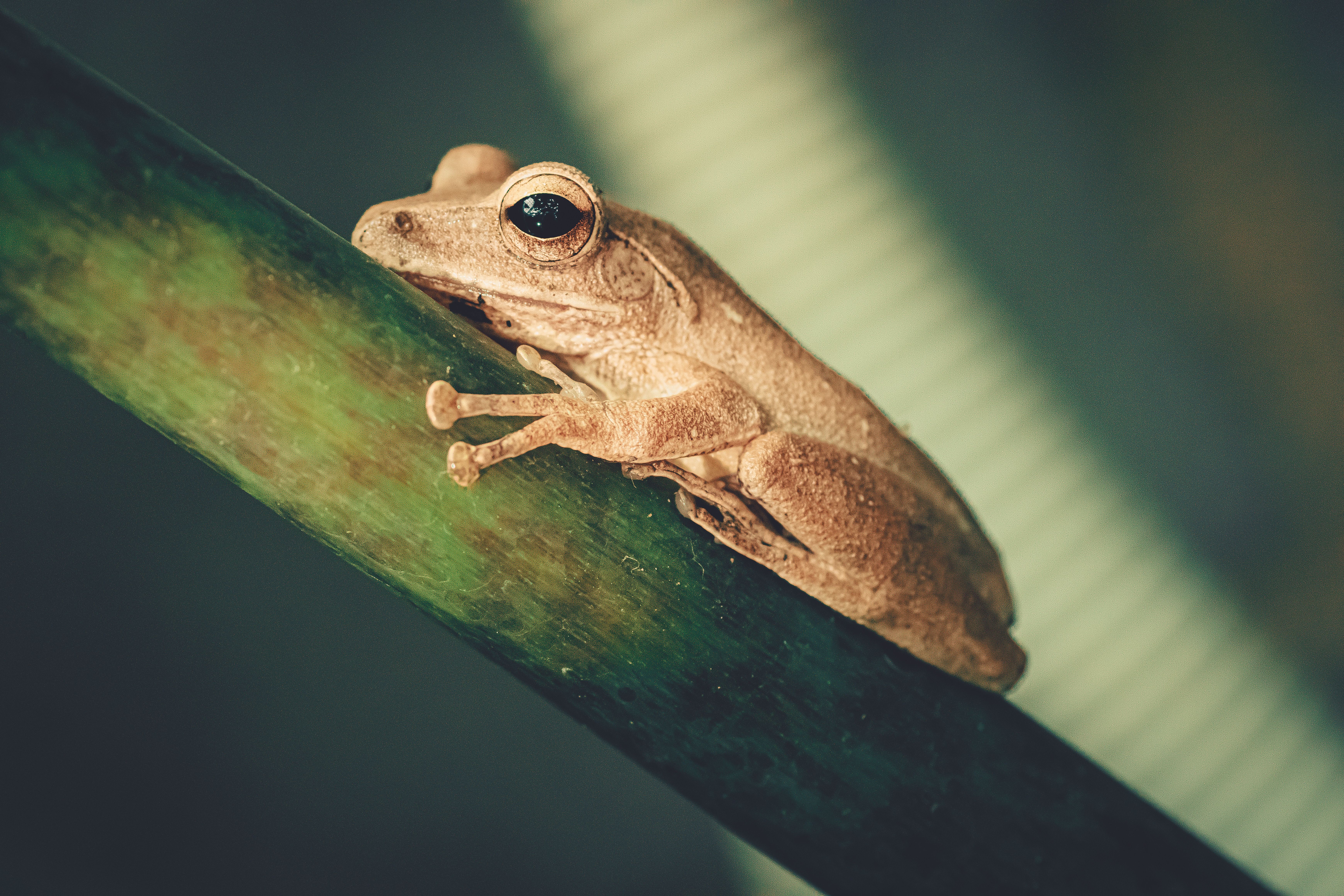 Close-up of a Brown Frog on a Green Leaf · Free Stock Photo