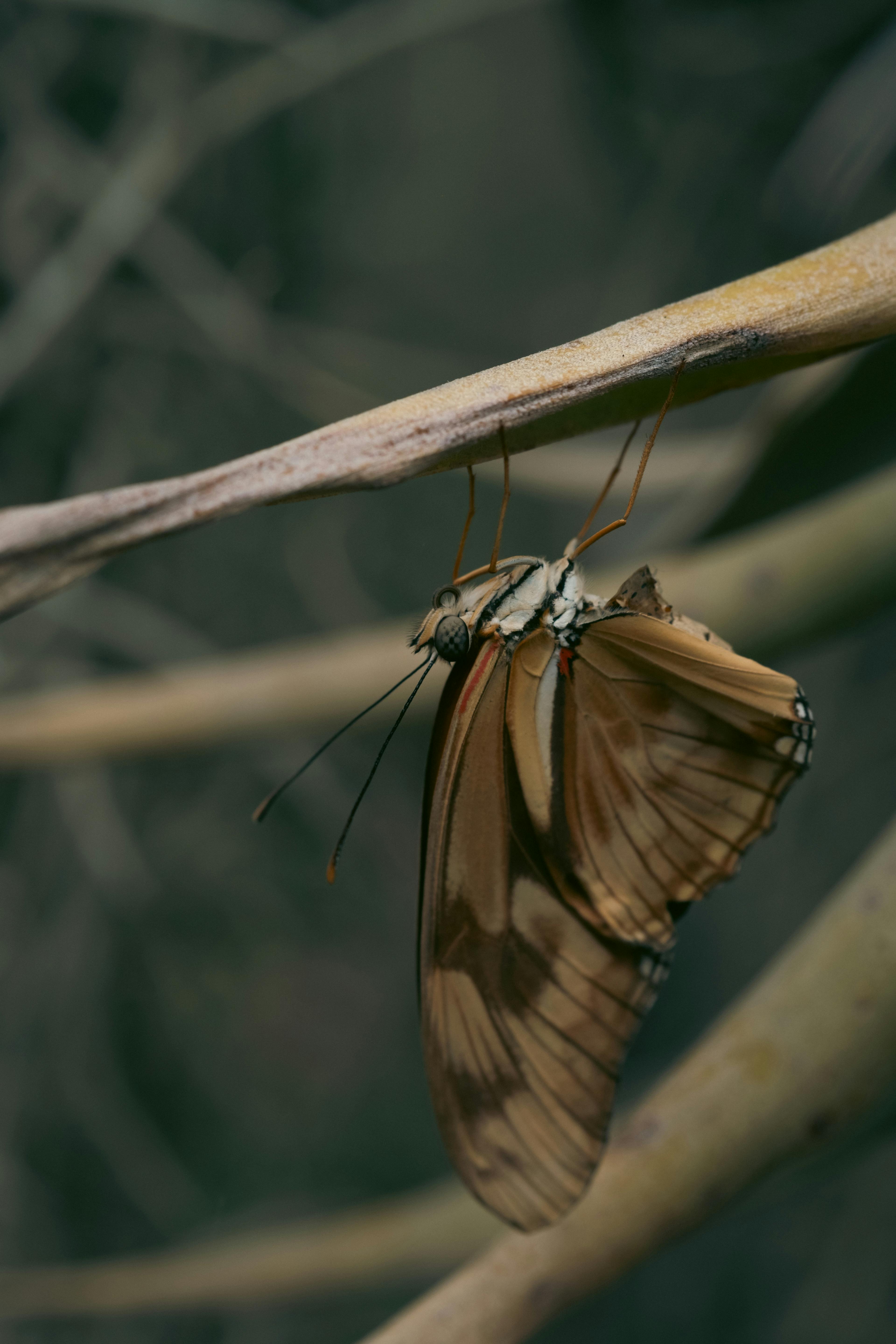 Butterfly Without Background Photos, Download The BEST Free Butterfly ...