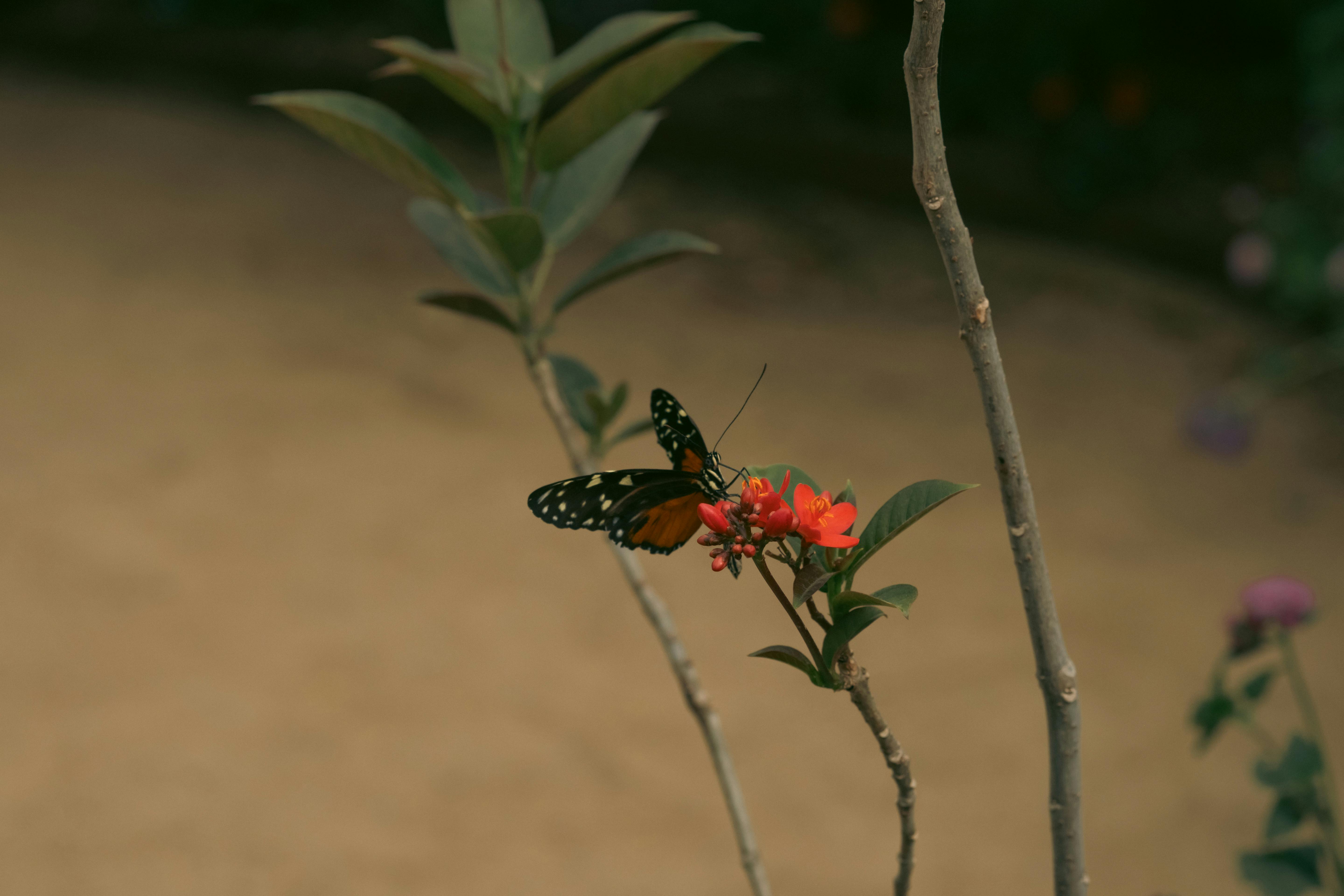 Butterfly Without Background Photos, Download The BEST Free Butterfly ...