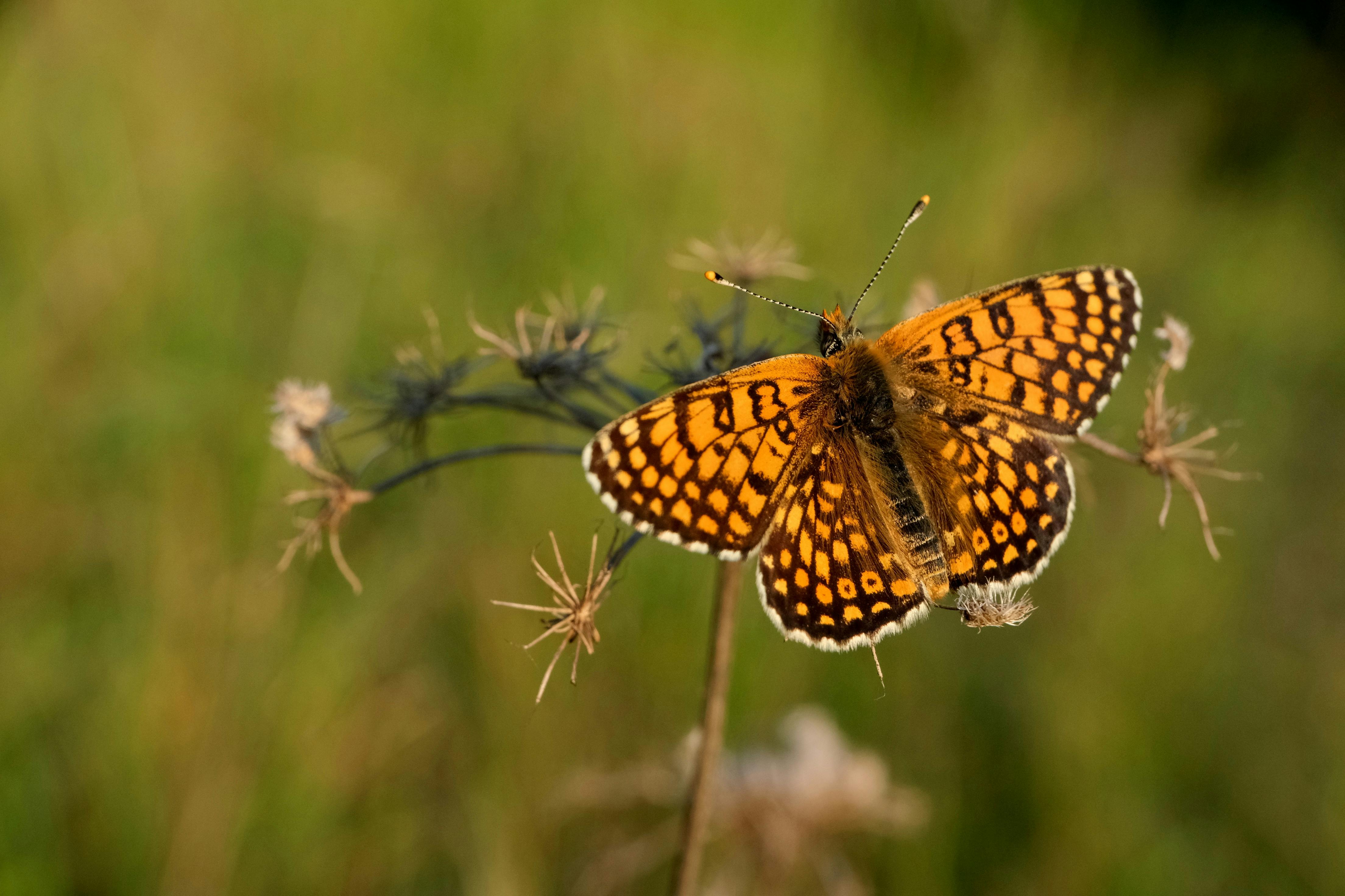 Environmental Conservation Photos, Download The BEST Free Environmental ...