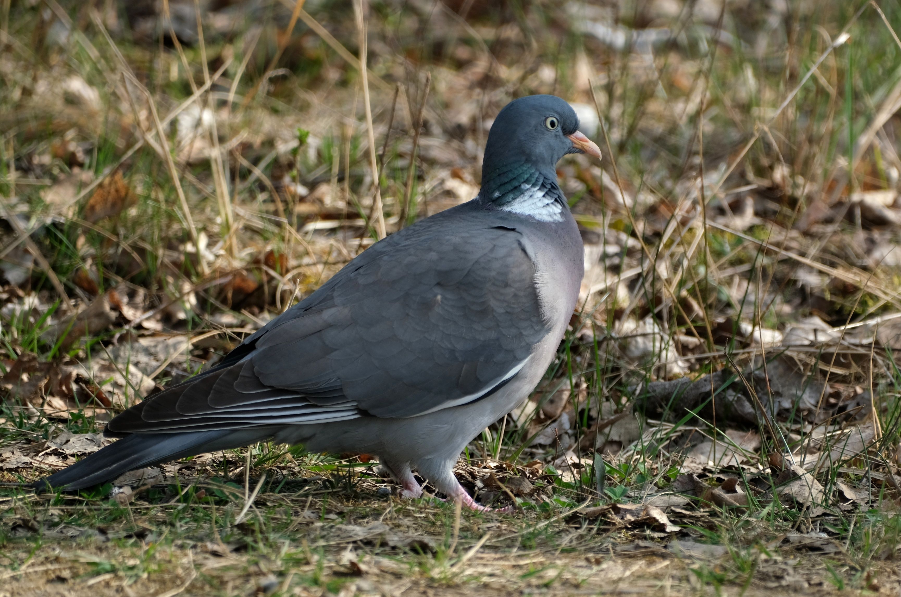 Gros Plan D'un Pigeon Ramier à L'extérieur · Photo gratuite