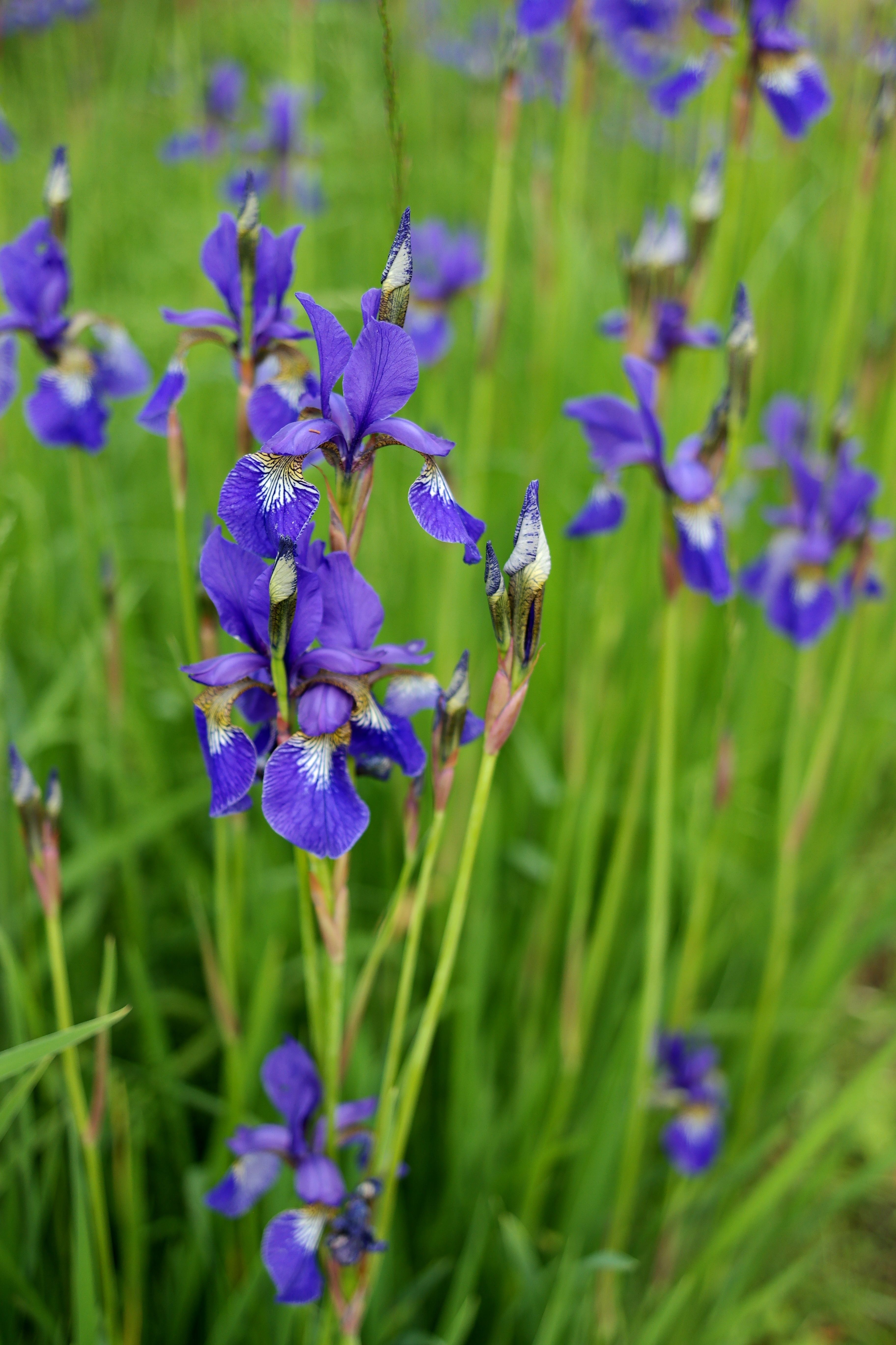 Oaris And Iris Photos, Download The BEST Free Oaris And Iris Stock ...