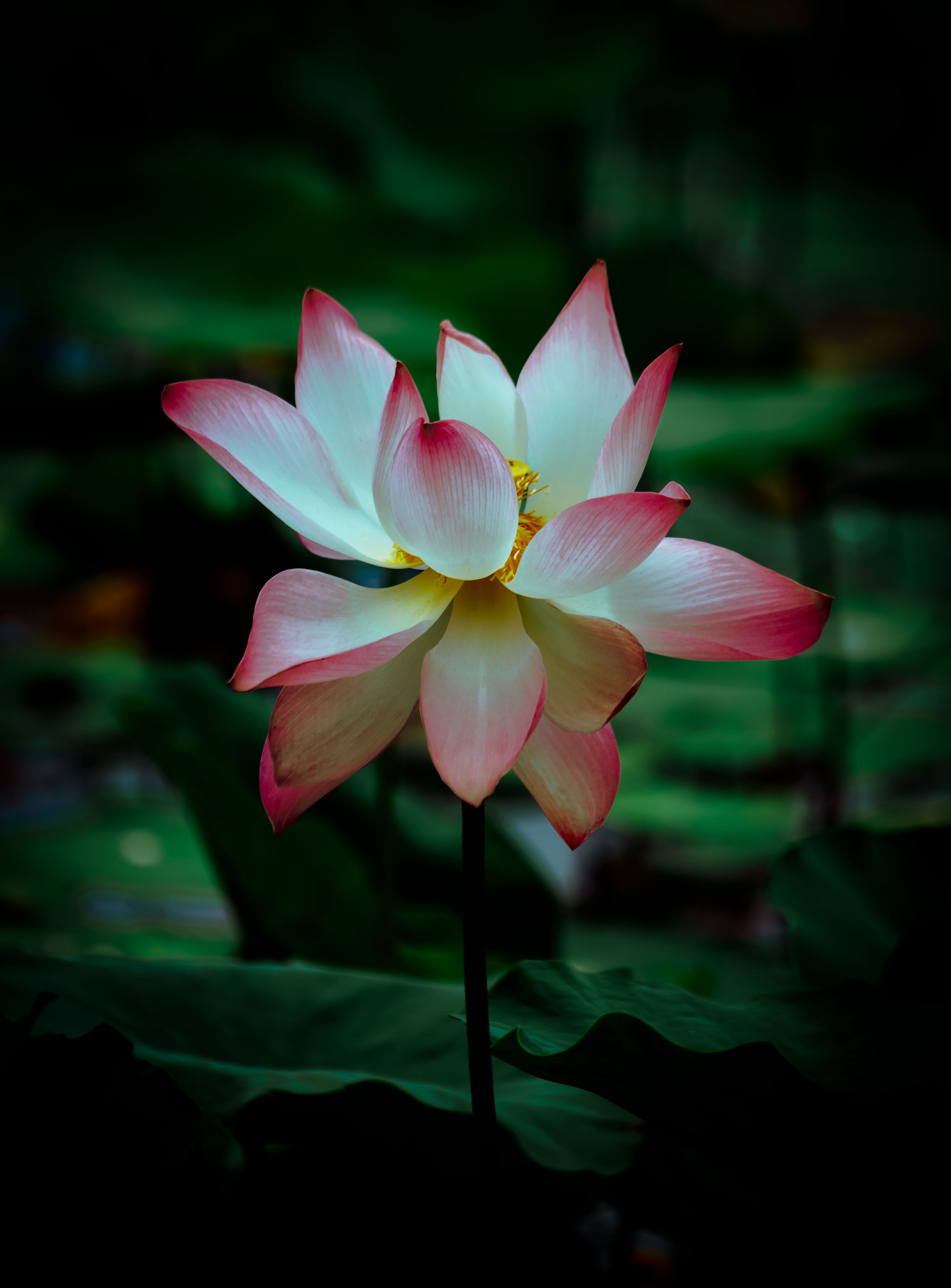 Vibrant Pink Lotus Blooming in Summer Light · Free Stock Photo