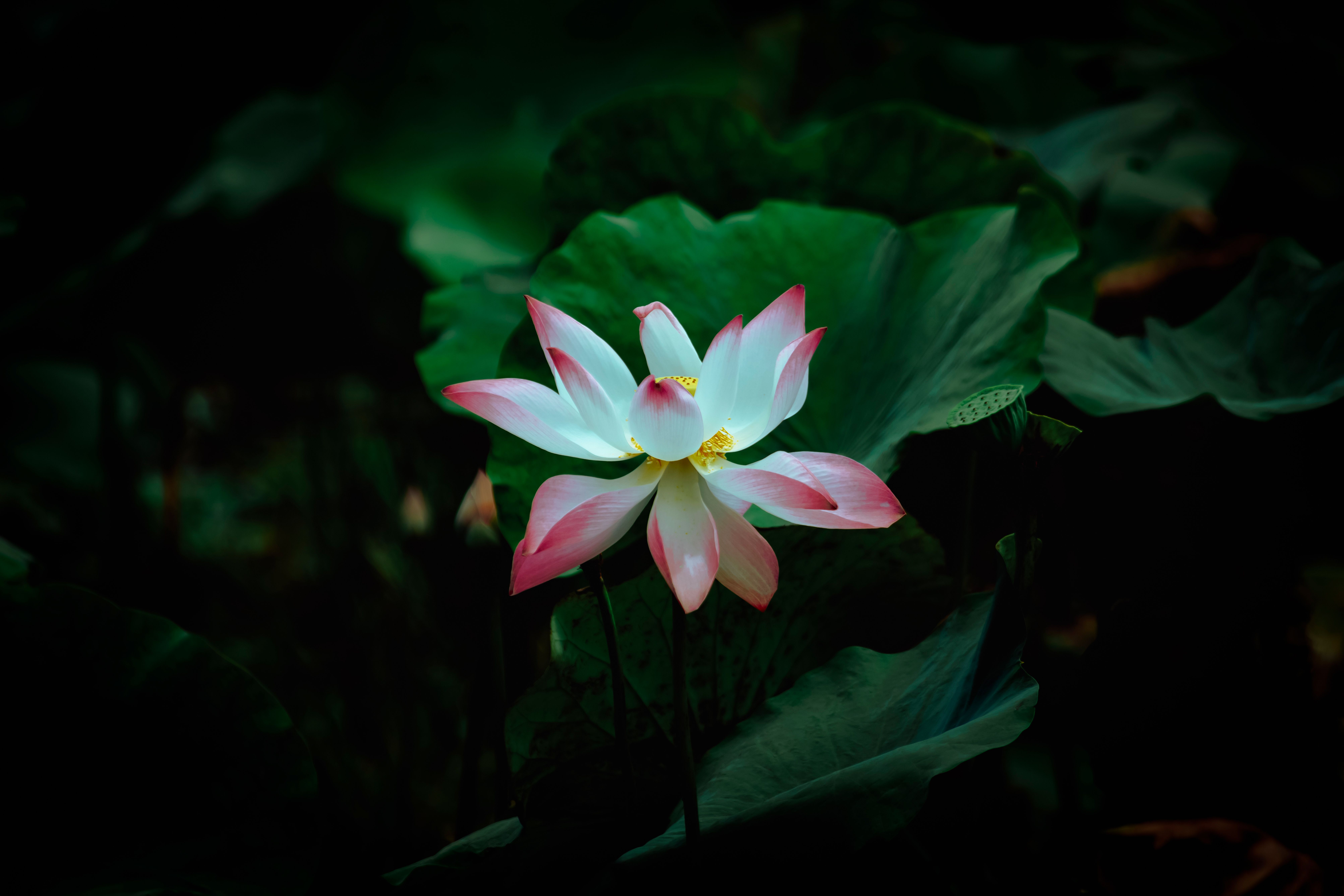 Serene Lotus Flower in Lush Greenery · Free Stock Photo