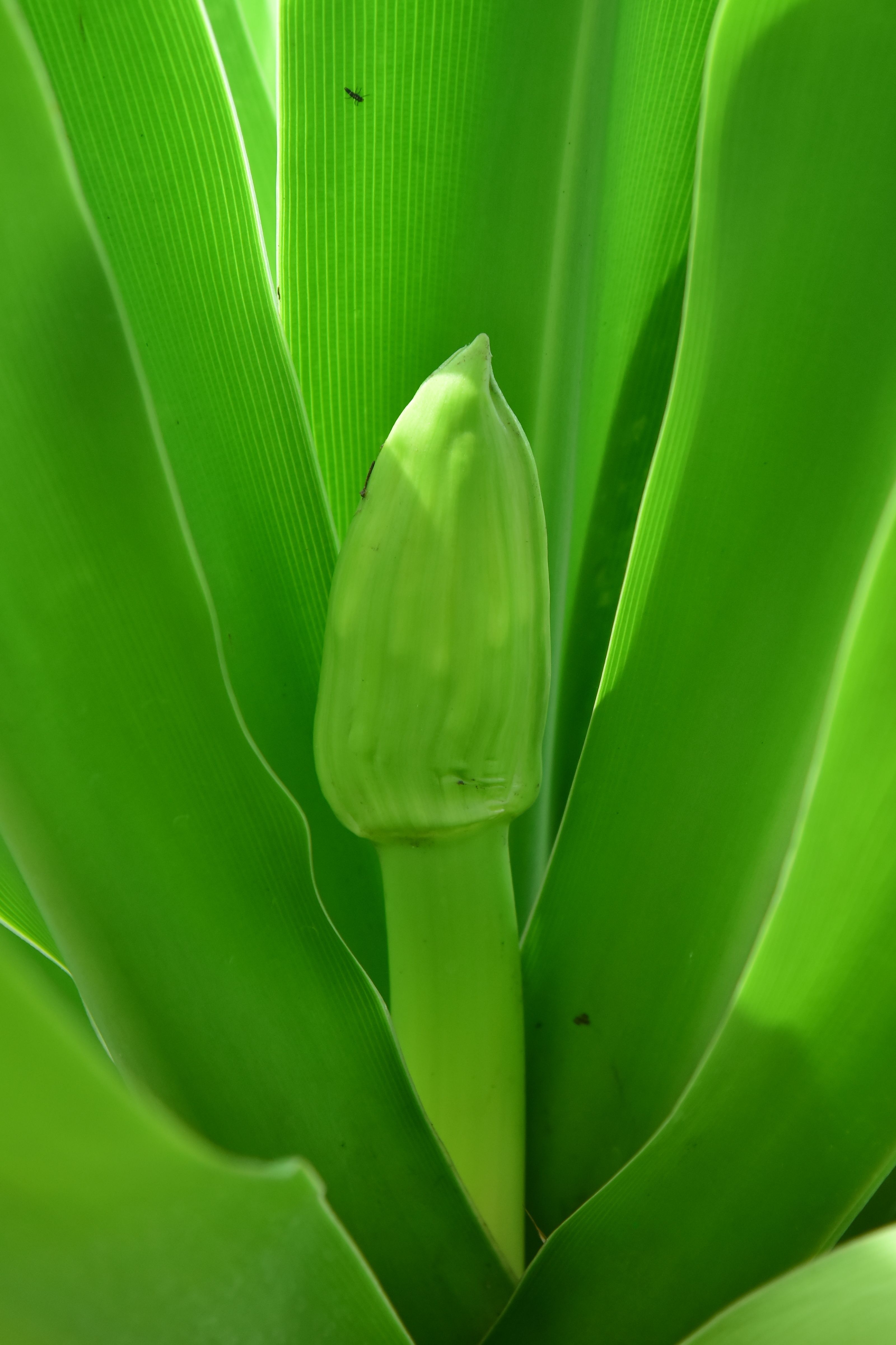 Vibrant Green Agave Plant Close-Up with Bud · Free Stock Photo