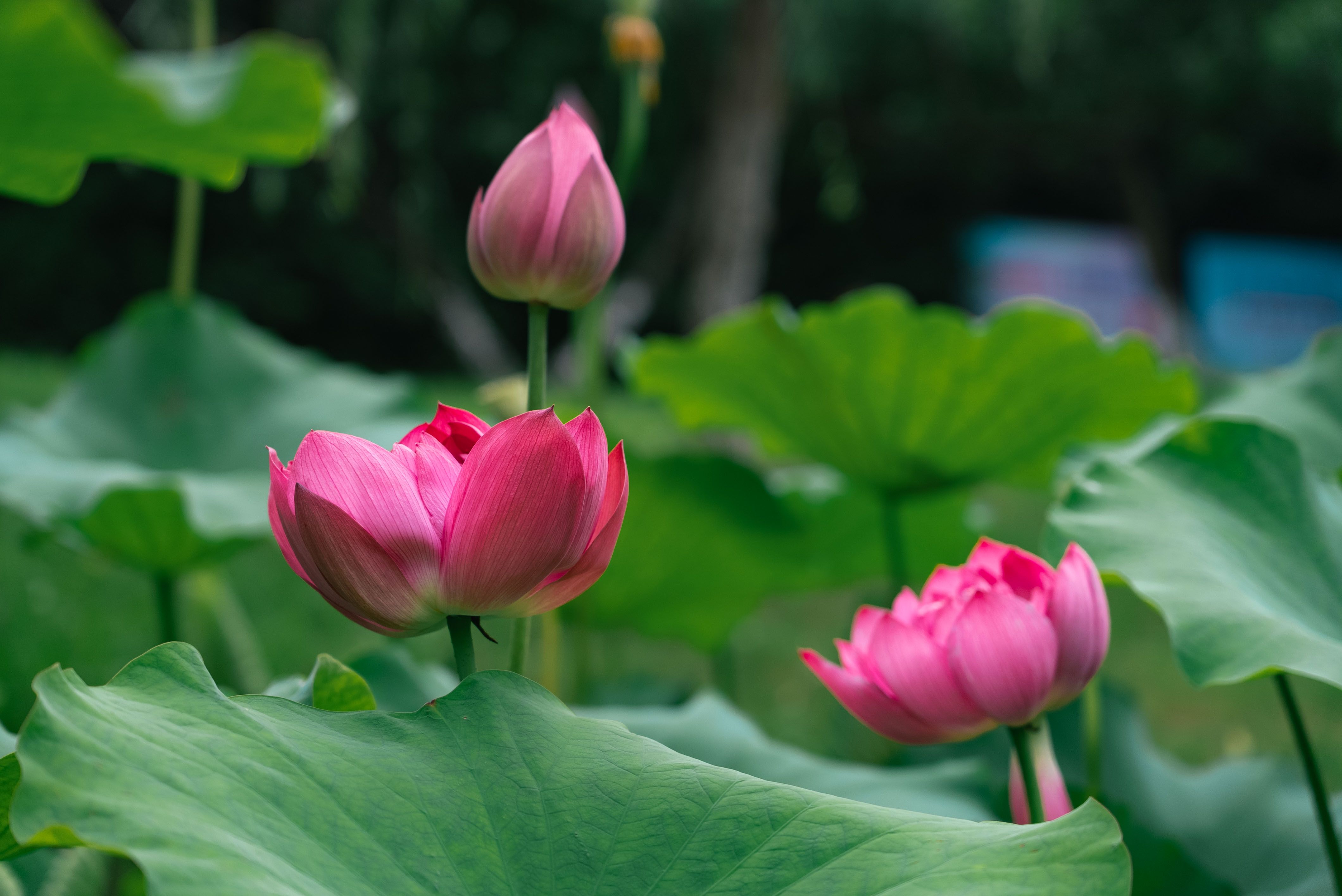 Vibrant Pink Lotus Flowers in Bloom · Free Stock Photo