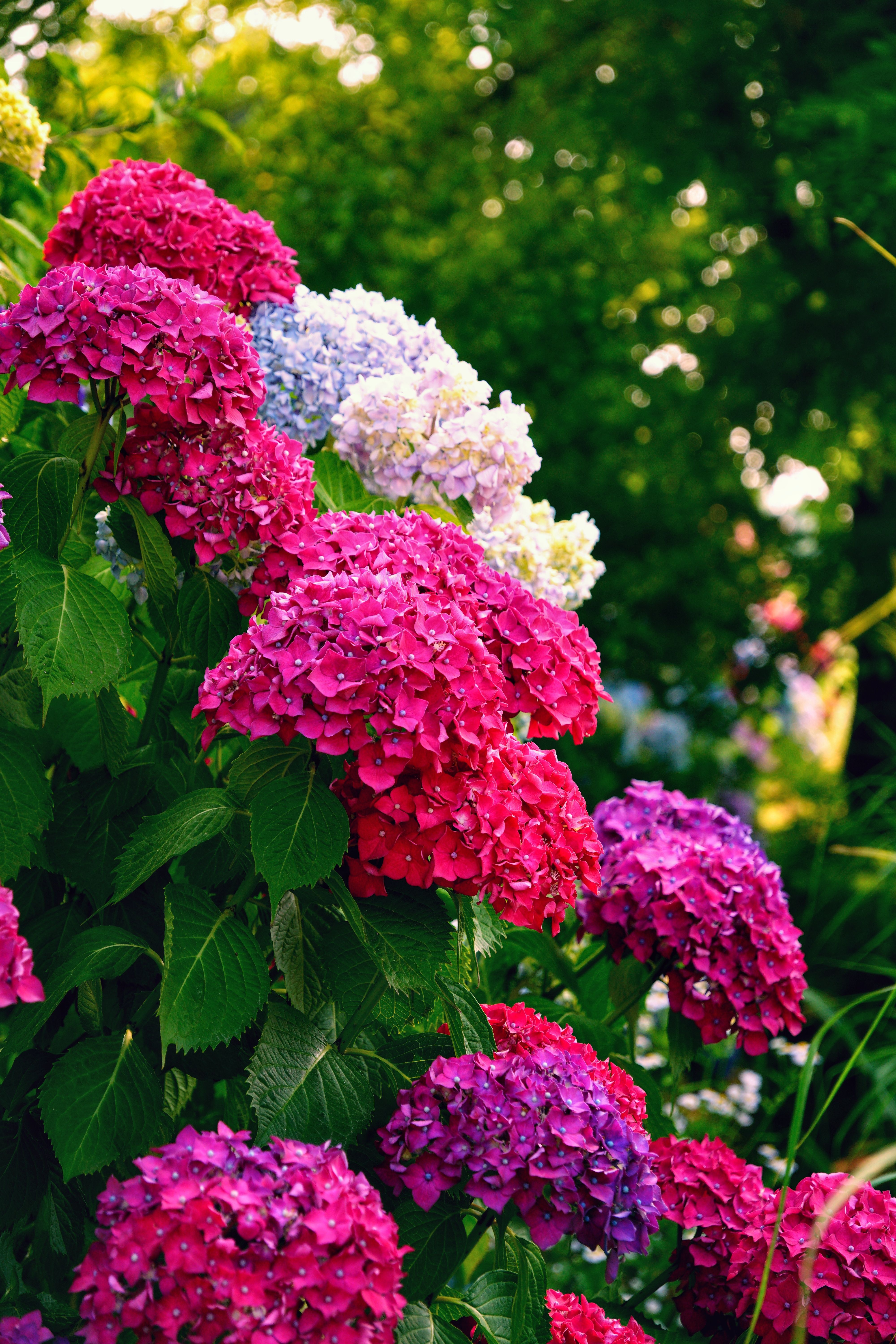 Shrubs Photos, Download The BEST Free Shrubs Stock Photos & HD Images