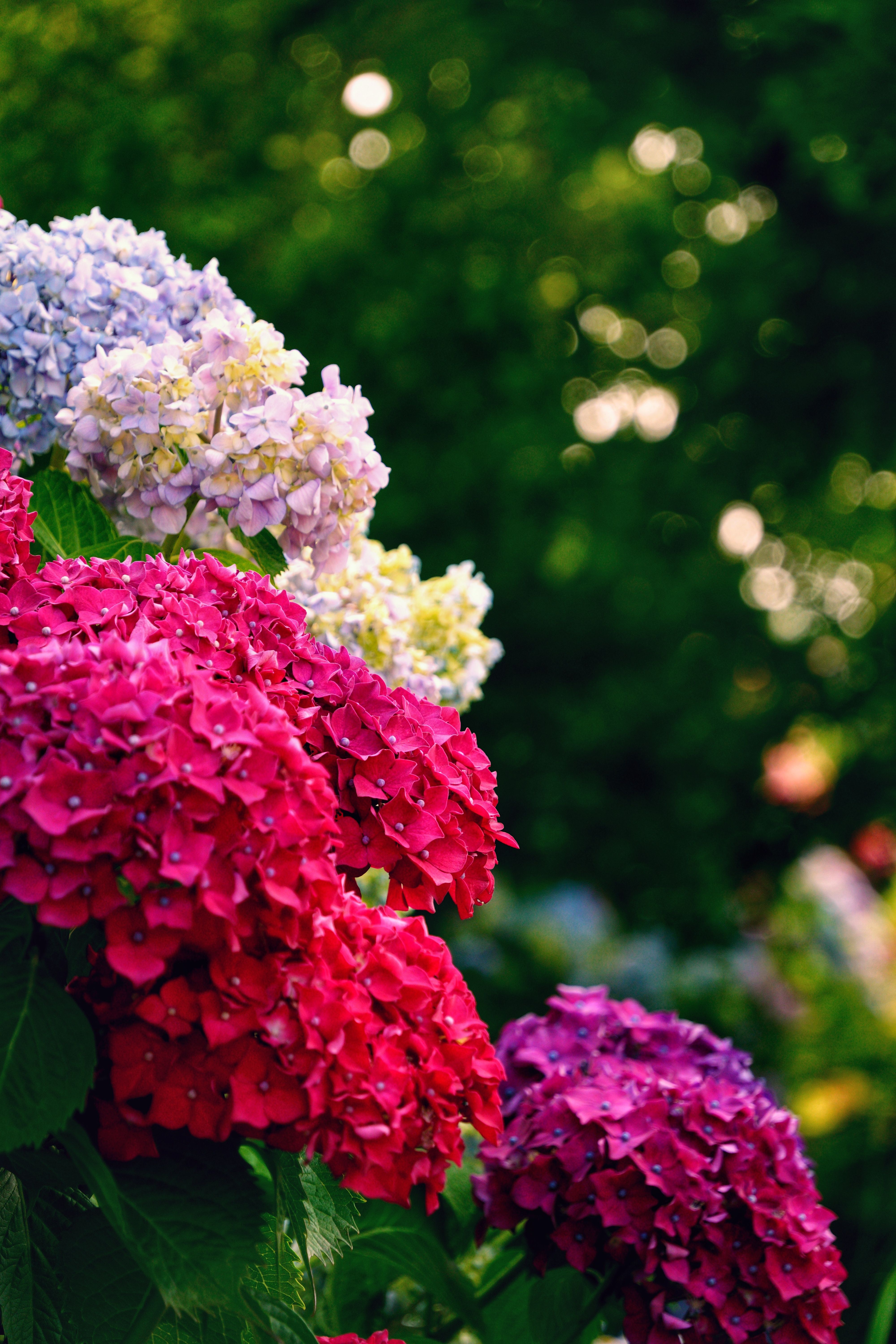 Hydrangea Photos, Download The BEST Free Hydrangea Stock Photos & HD Images
