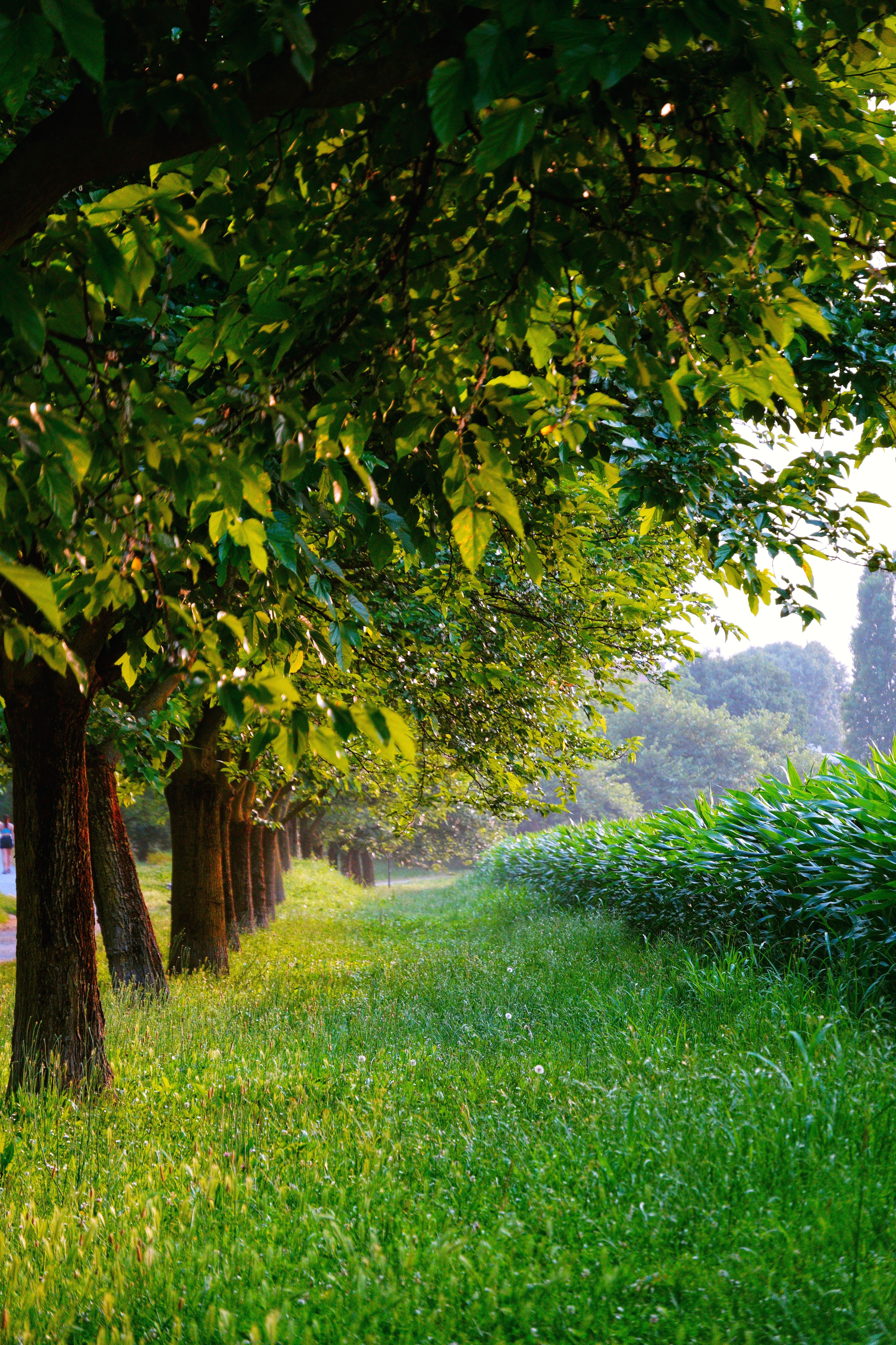 Serene Tree Lined Path in Summer Sunlight · Free Stock Photo