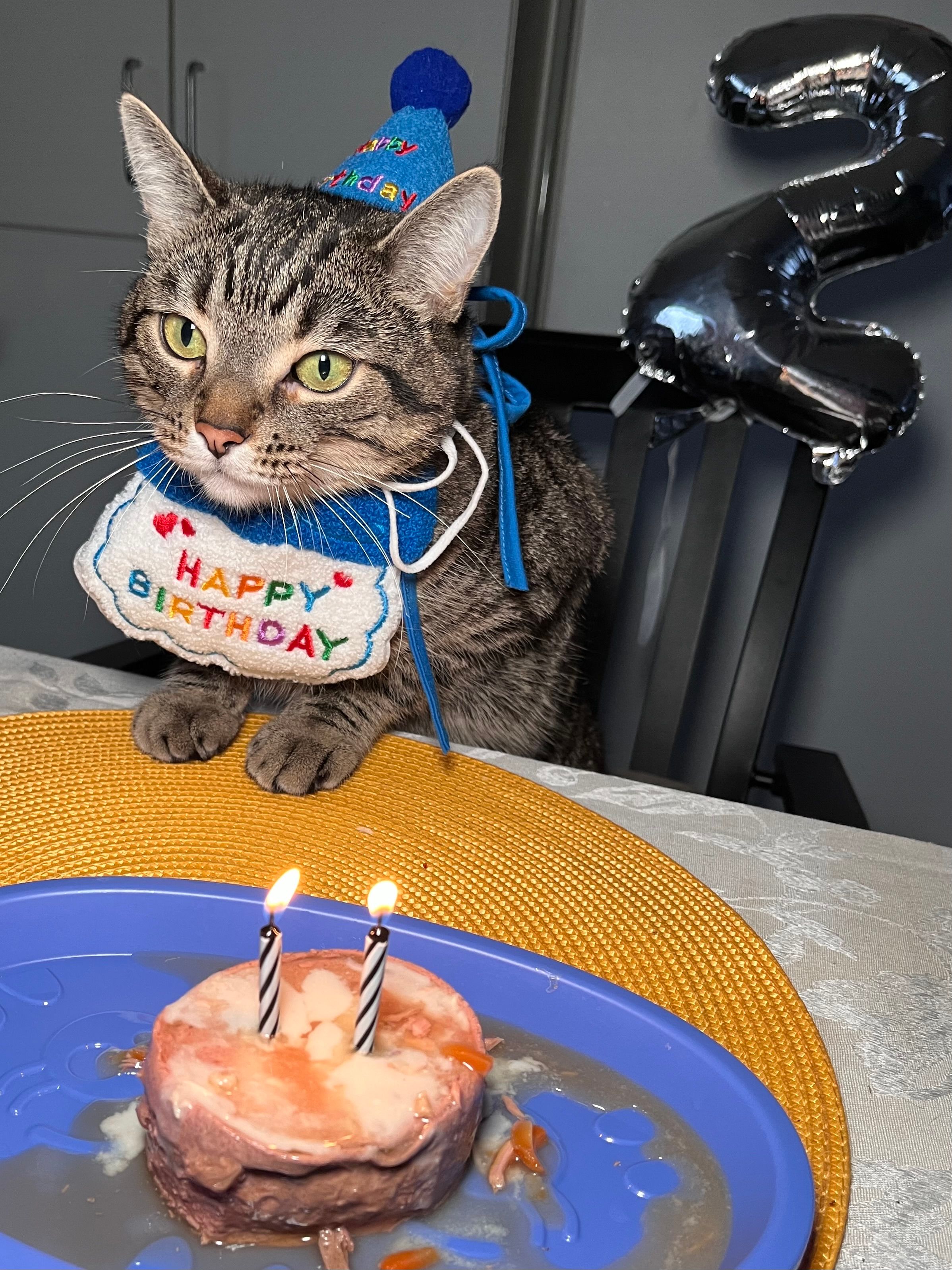 Adorable Cat Celebrating Second Birthday Party · Free Stock Photo