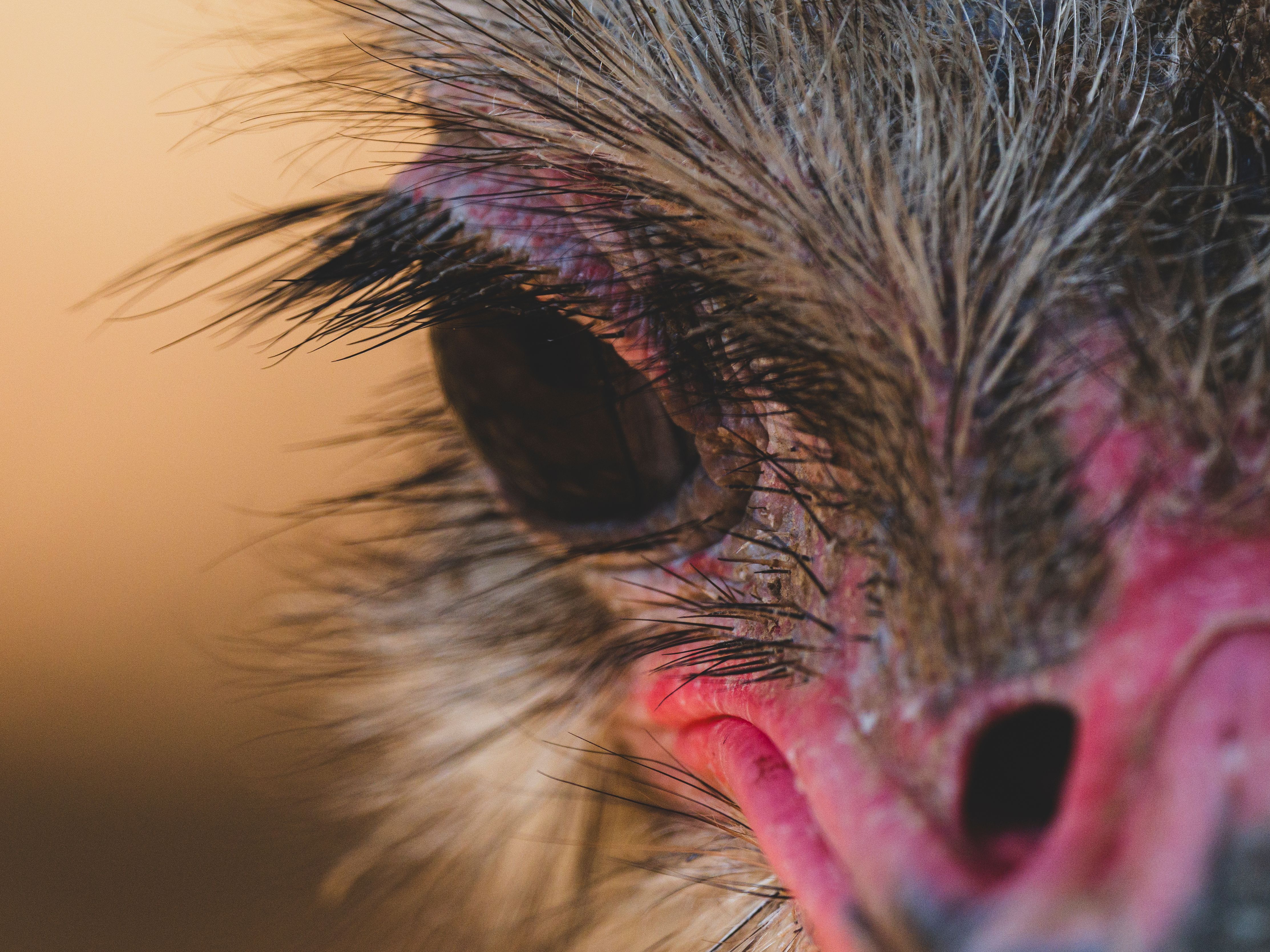 Close-Up of an Ostrich Eye and Beak · Free Stock Photo