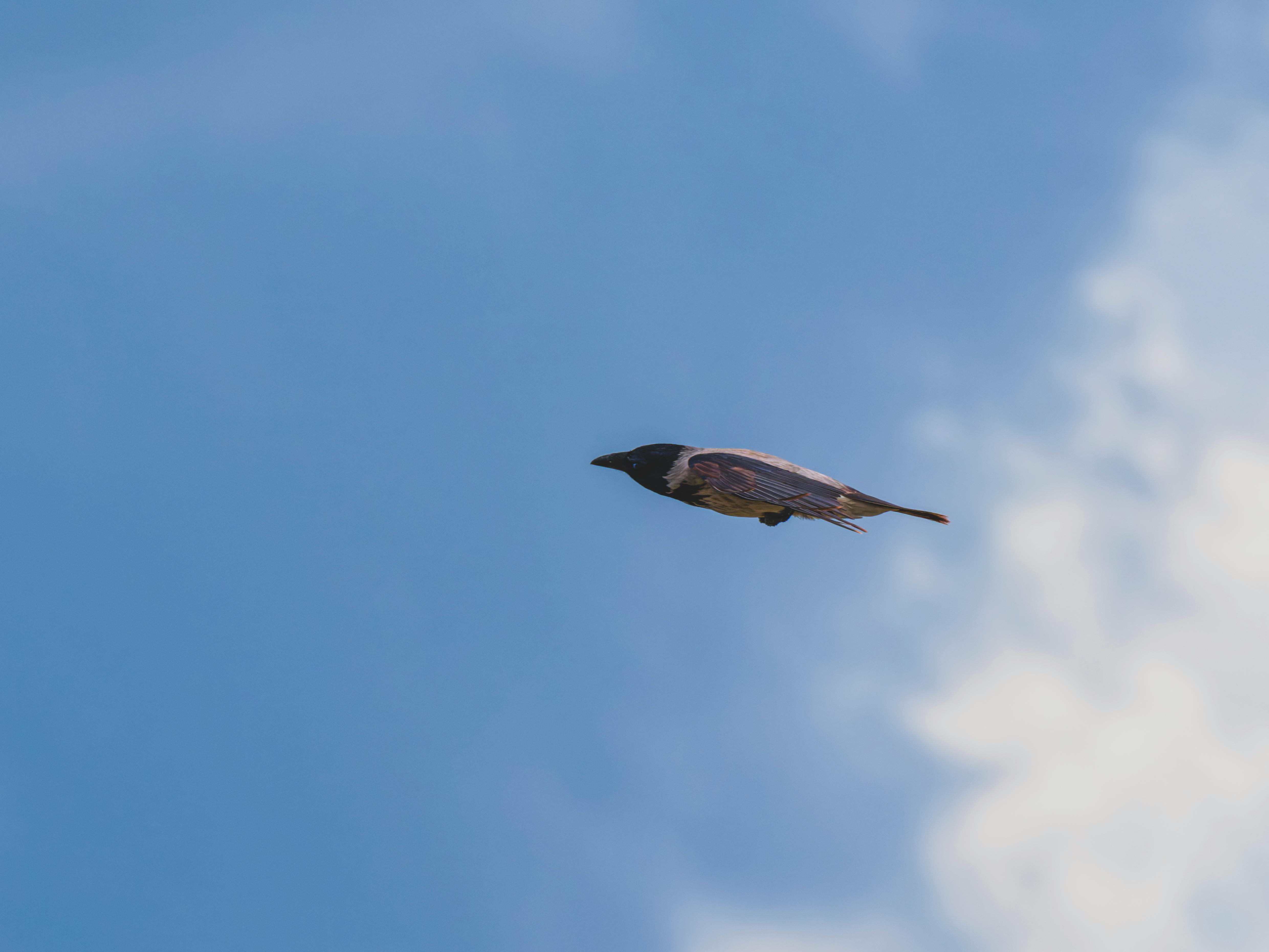 Fourth Wing Desktop Background Photos, Download The BEST Free Fourth ...