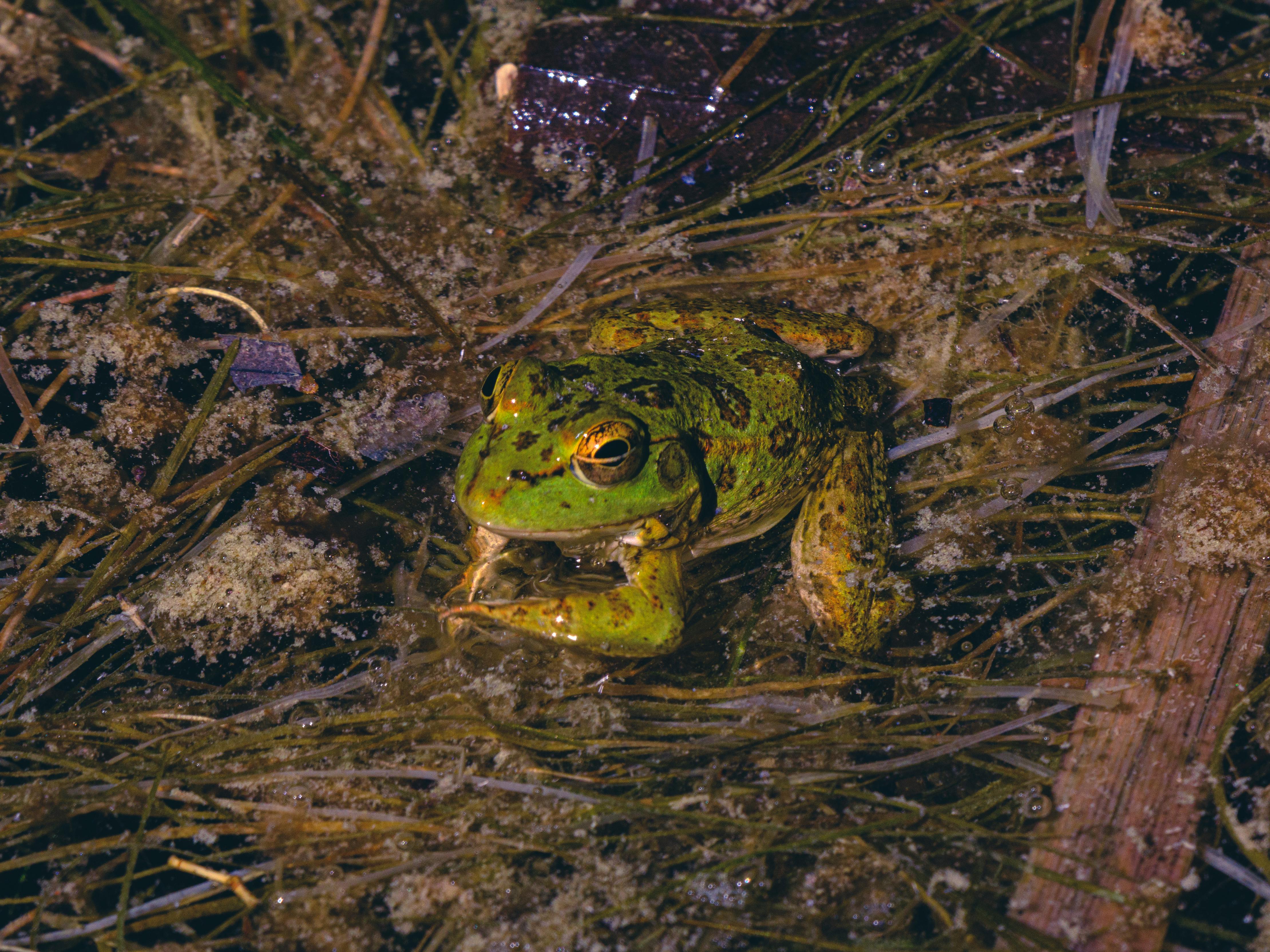 Dicroglossidae Frogs: Traits, Habits, and Habitat Explained