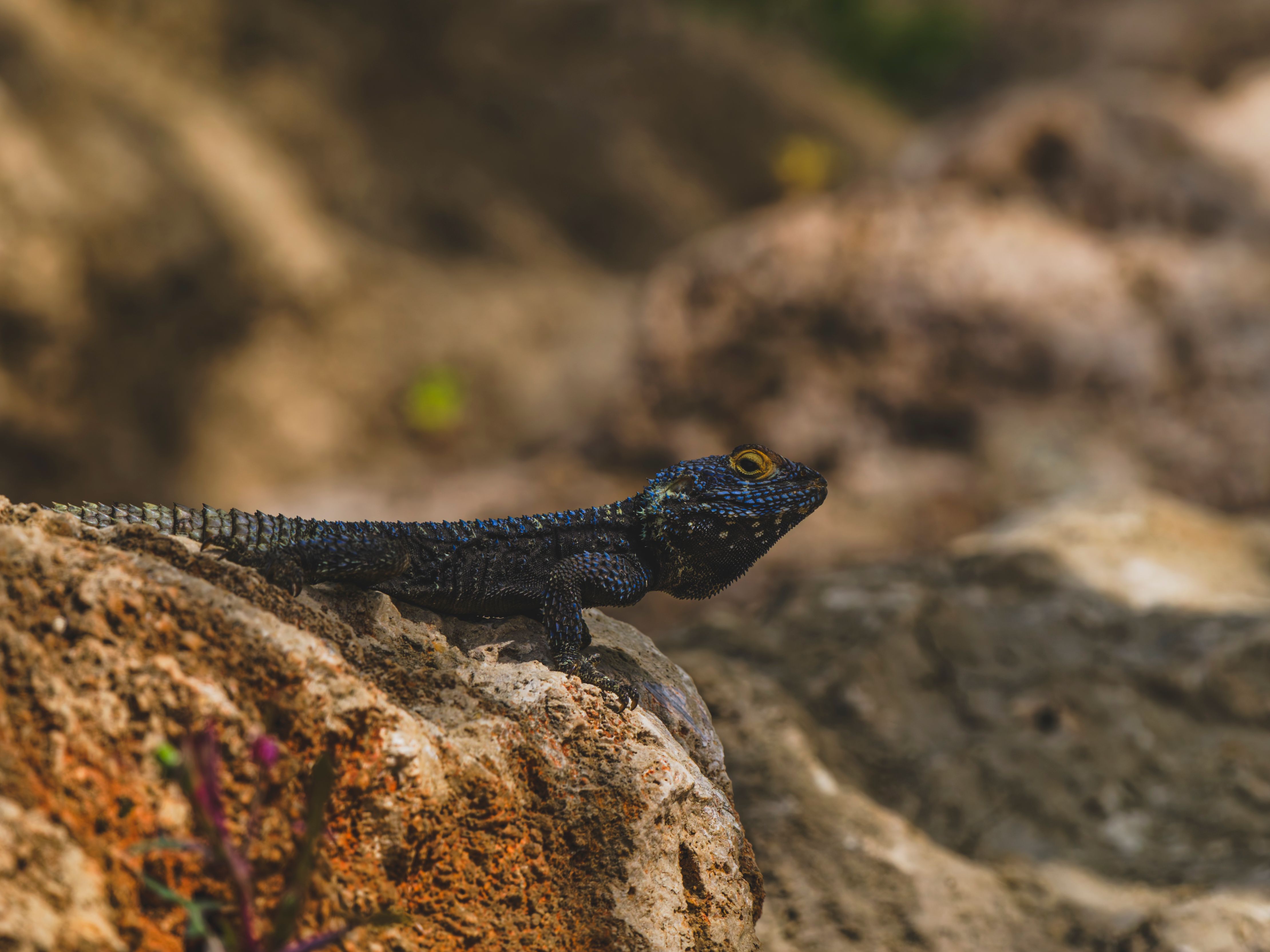Close-up of a Lizard Sunbathing on a Rock · Free Stock Photo