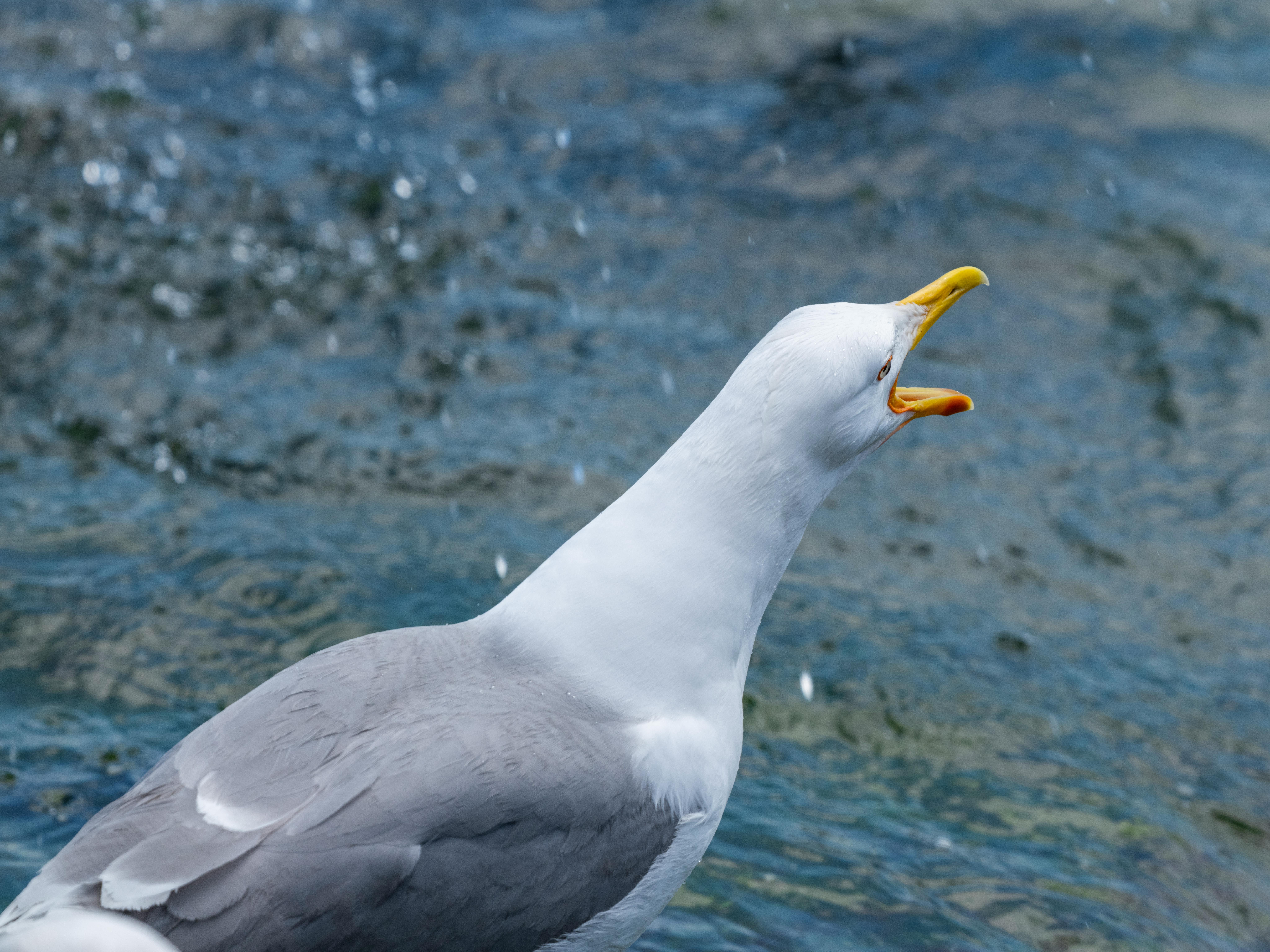 Close-Up of a Seagull by the Ocean · Free Stock Photo