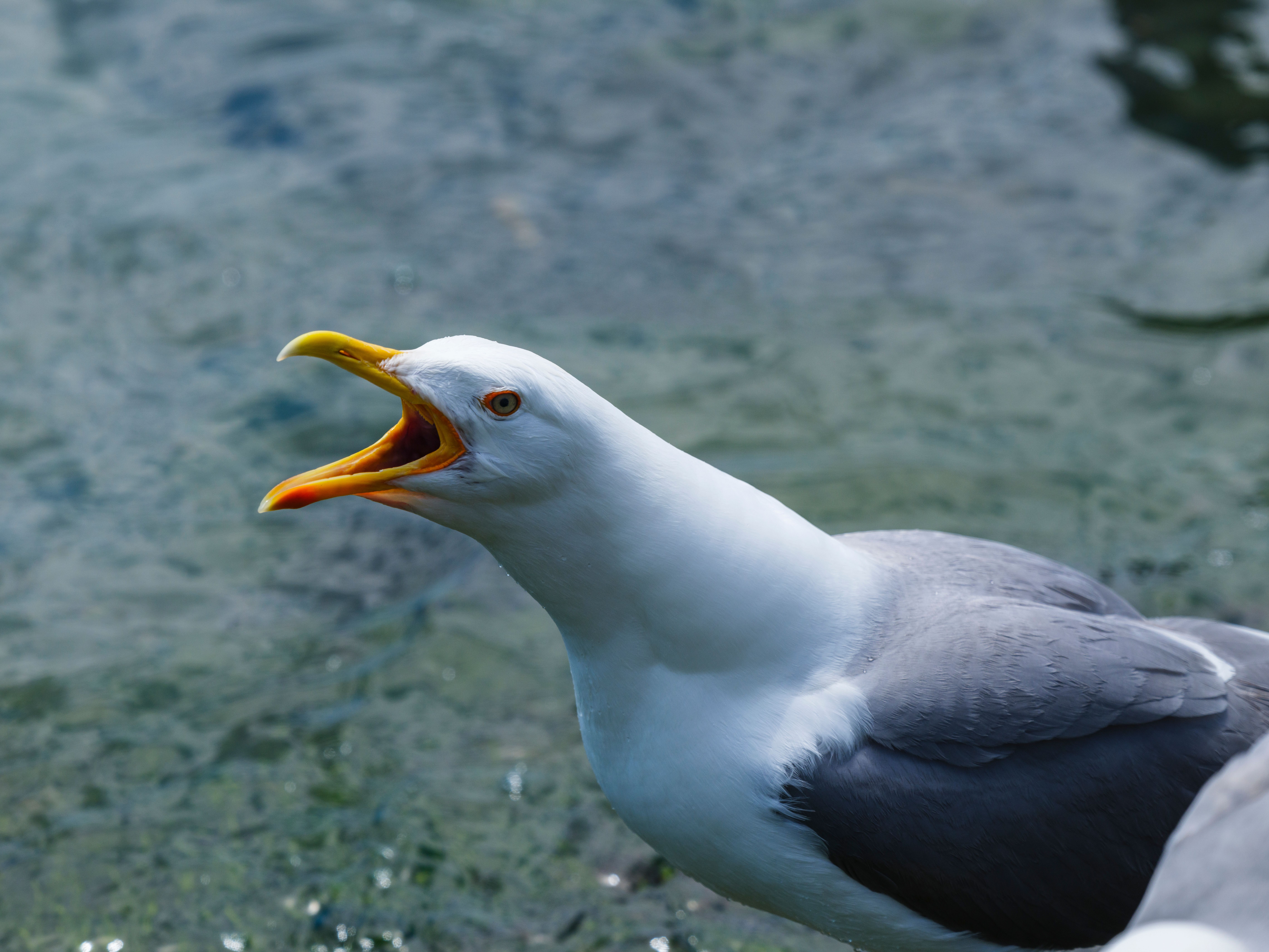 Close-up Portrait of a Calling Seagull Near Water · Free Stock Photo