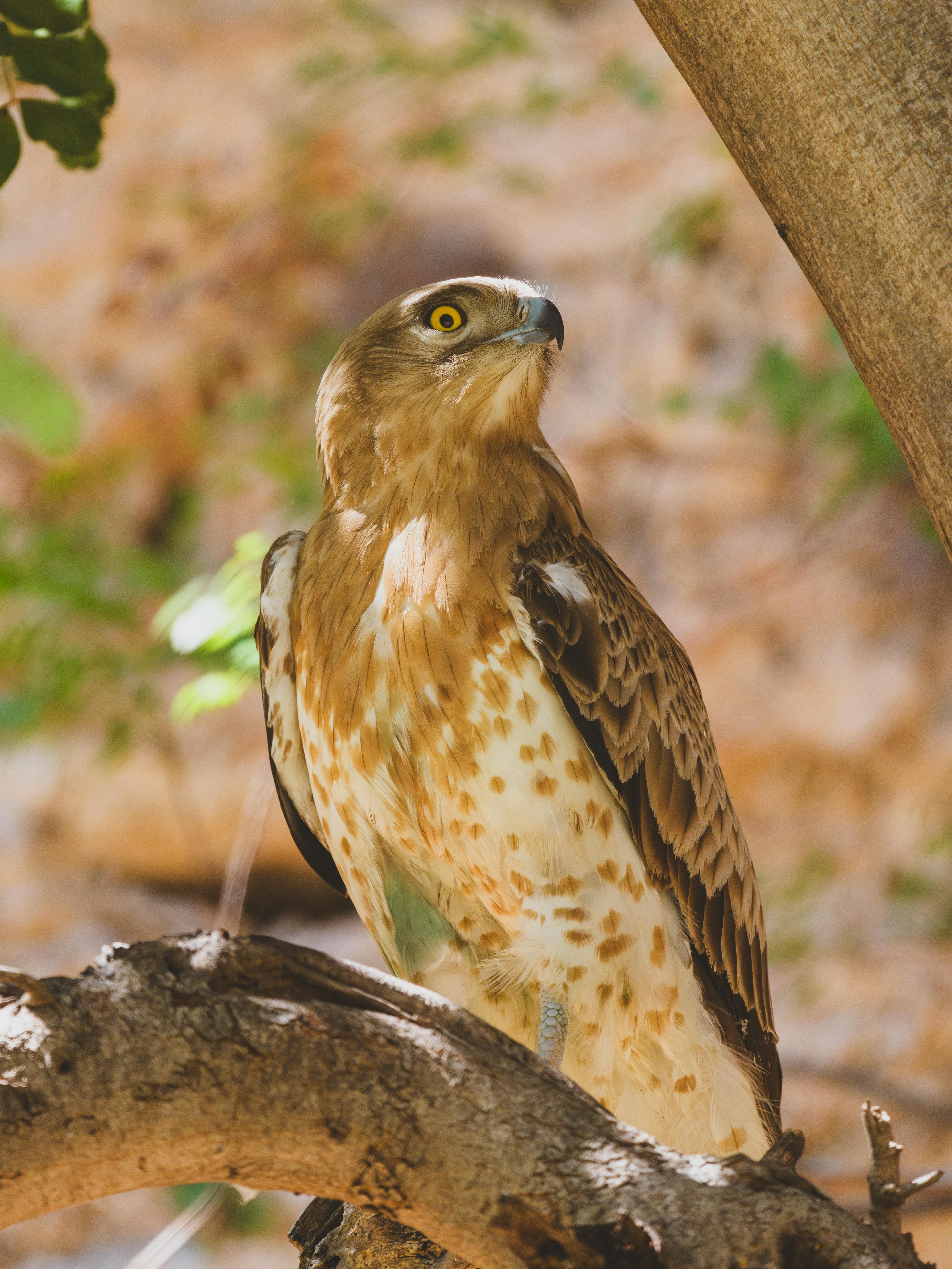 Hunting Prowess Photos, Download The BEST Free Hunting Prowess Stock ...