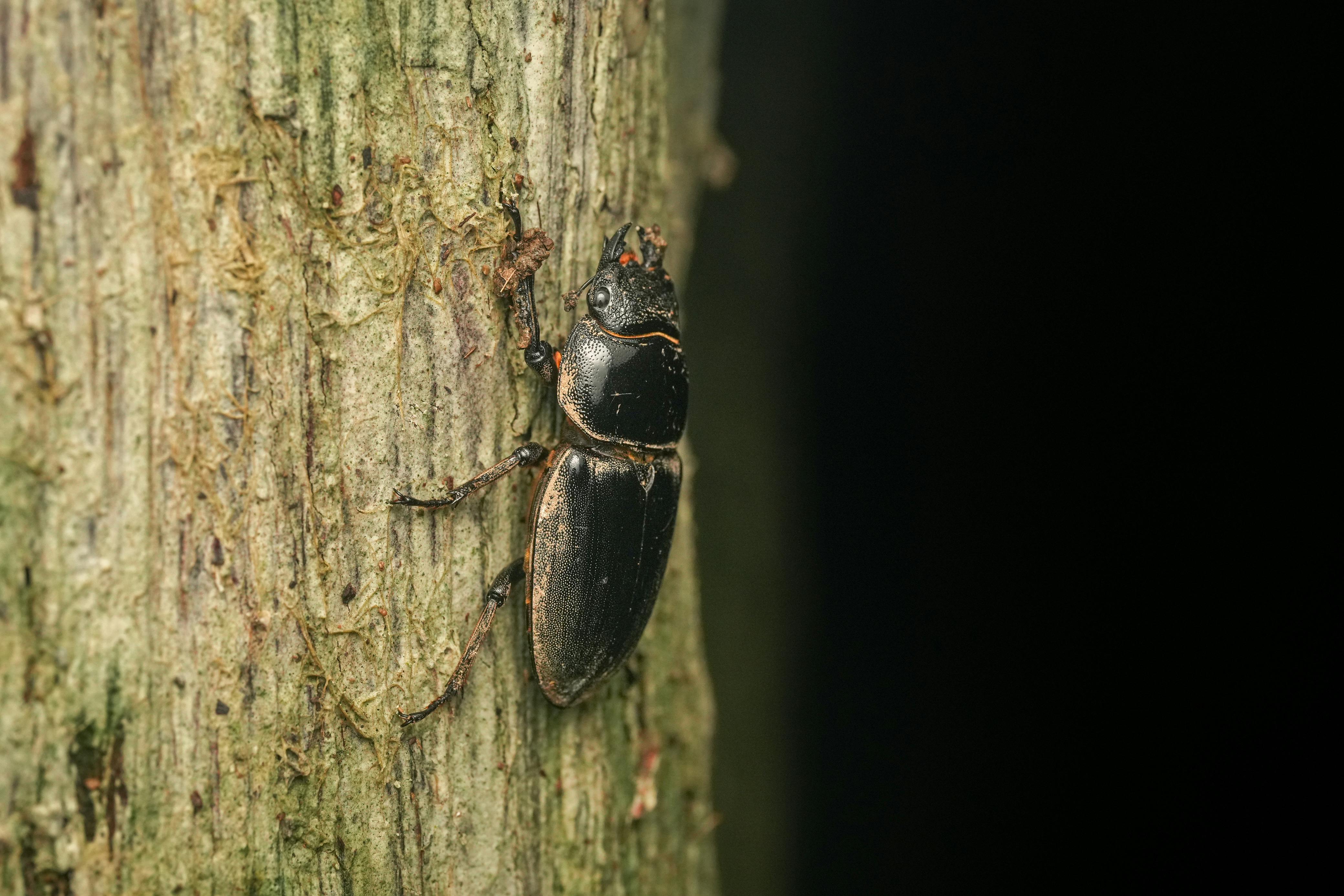 Beetle Texture Photos, Download The BEST Free Beetle Texture Stock ...