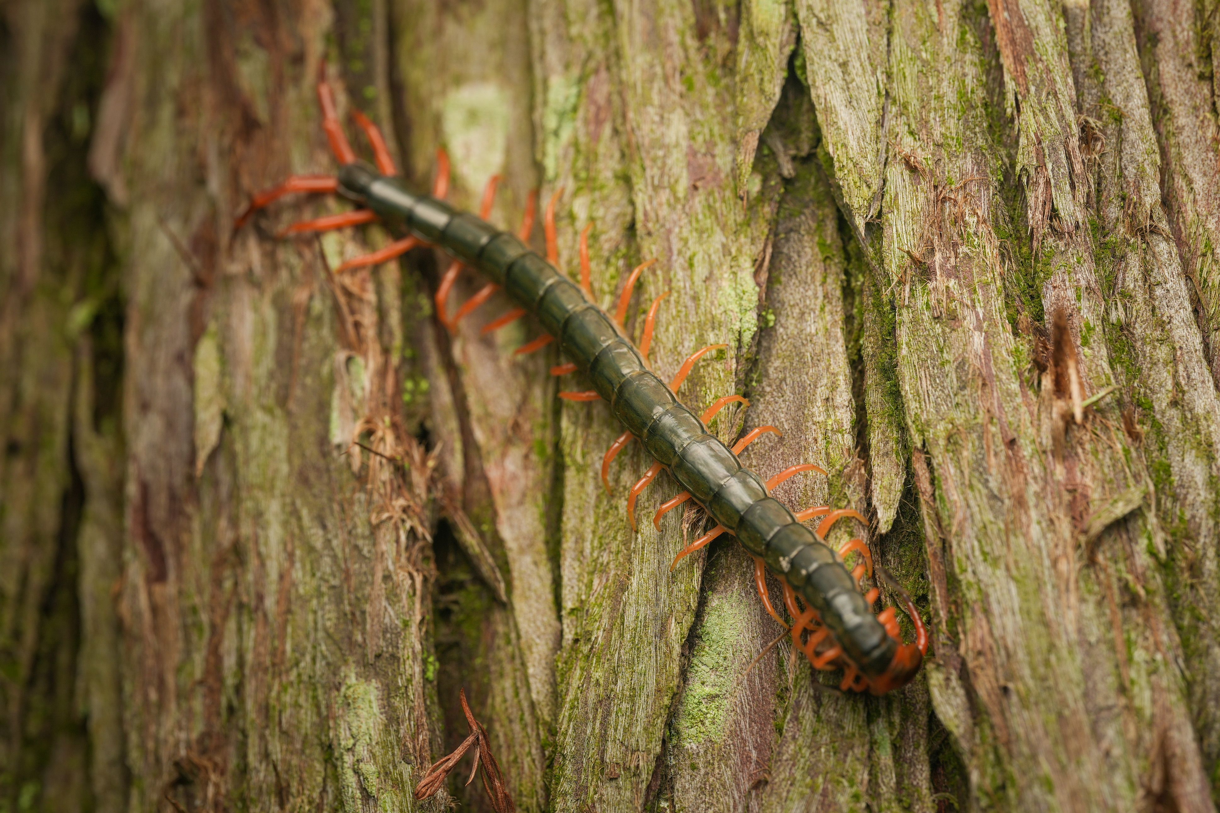 Close-up of a Centipede on Tree Bark · Free Stock Photo