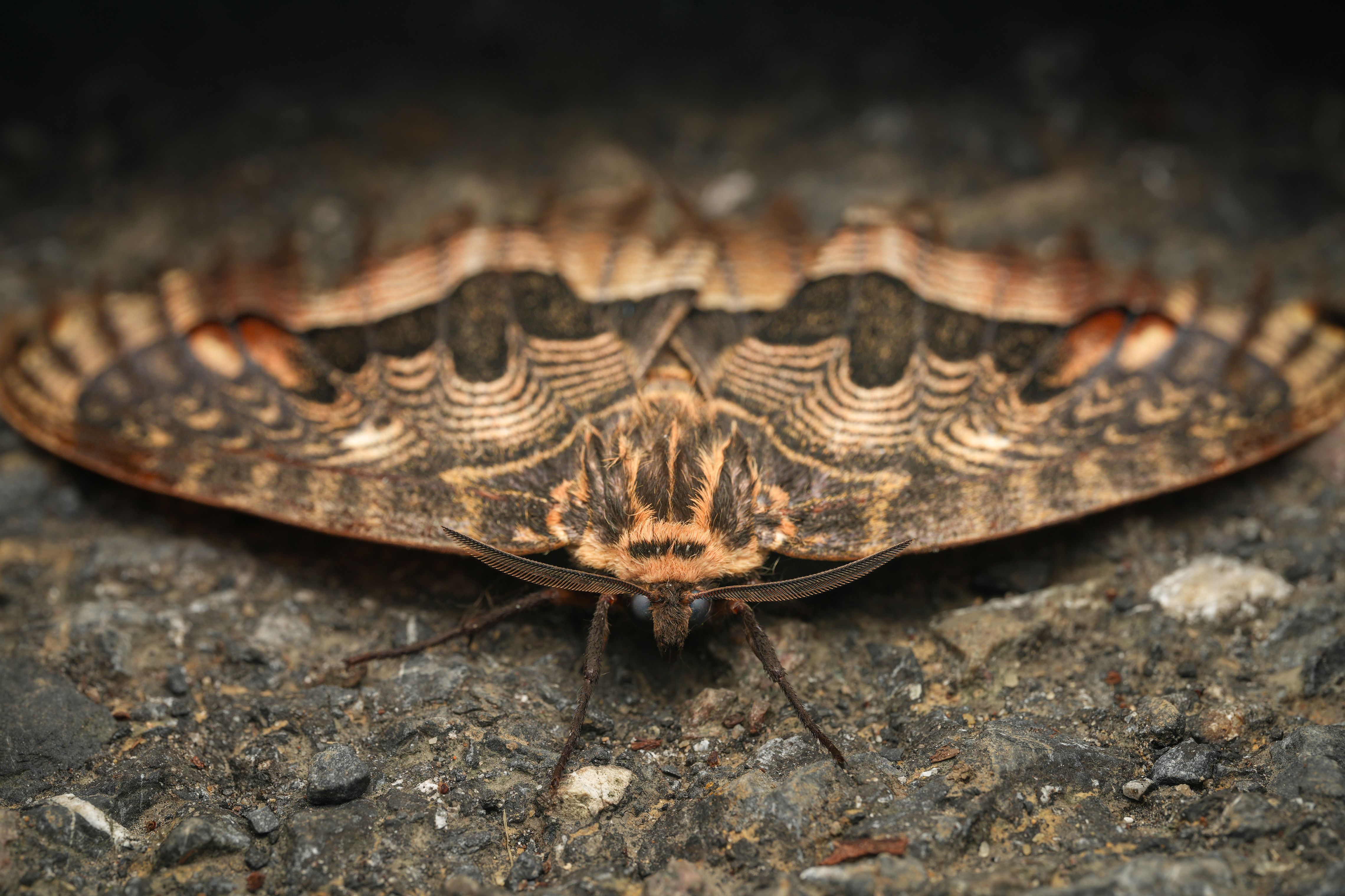 Moth Photos, Download The BEST Free Moth Stock Photos & HD Images