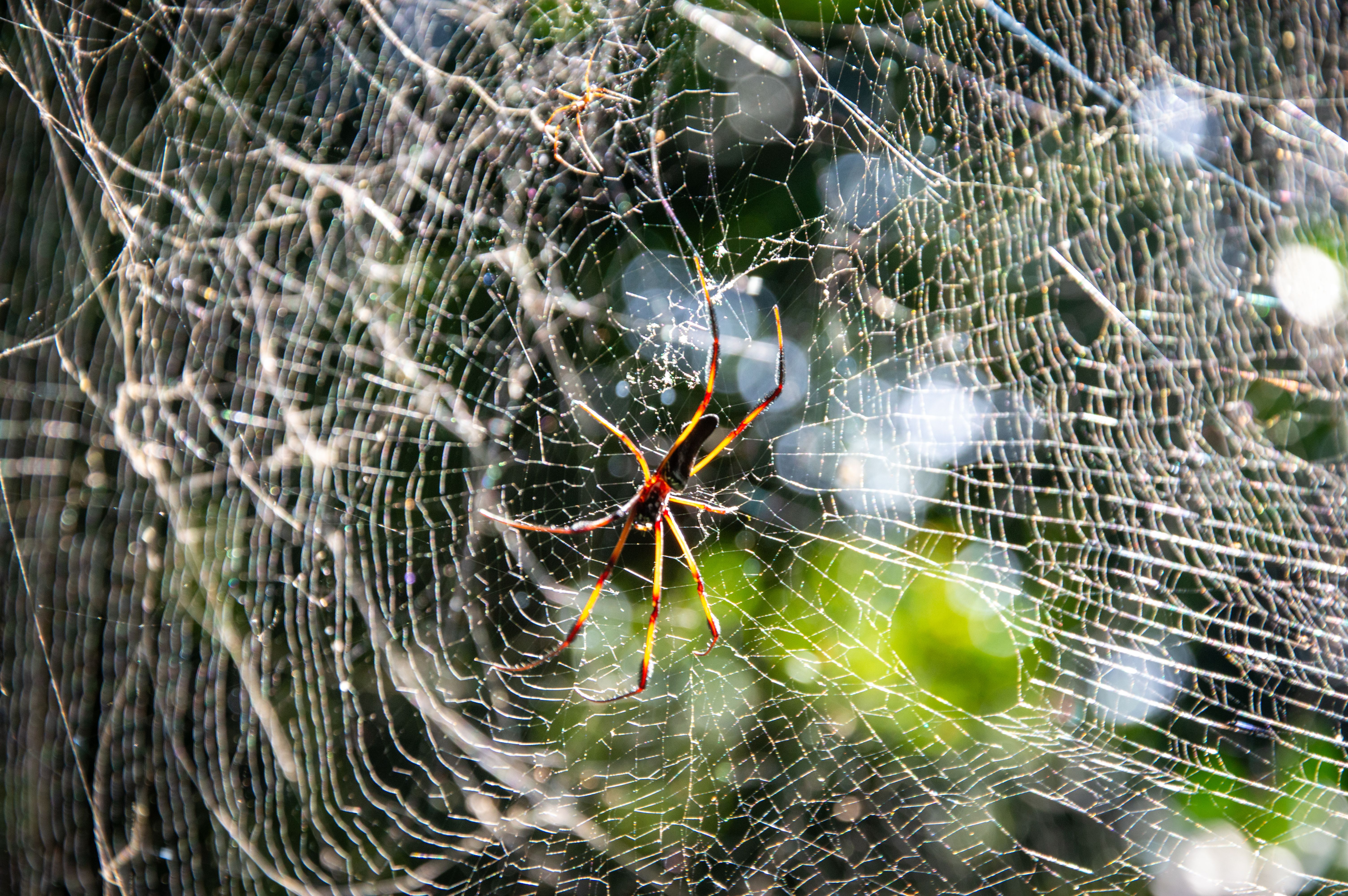 Golden Orb Weaver Spider in Intricate Web · Free Stock Photo