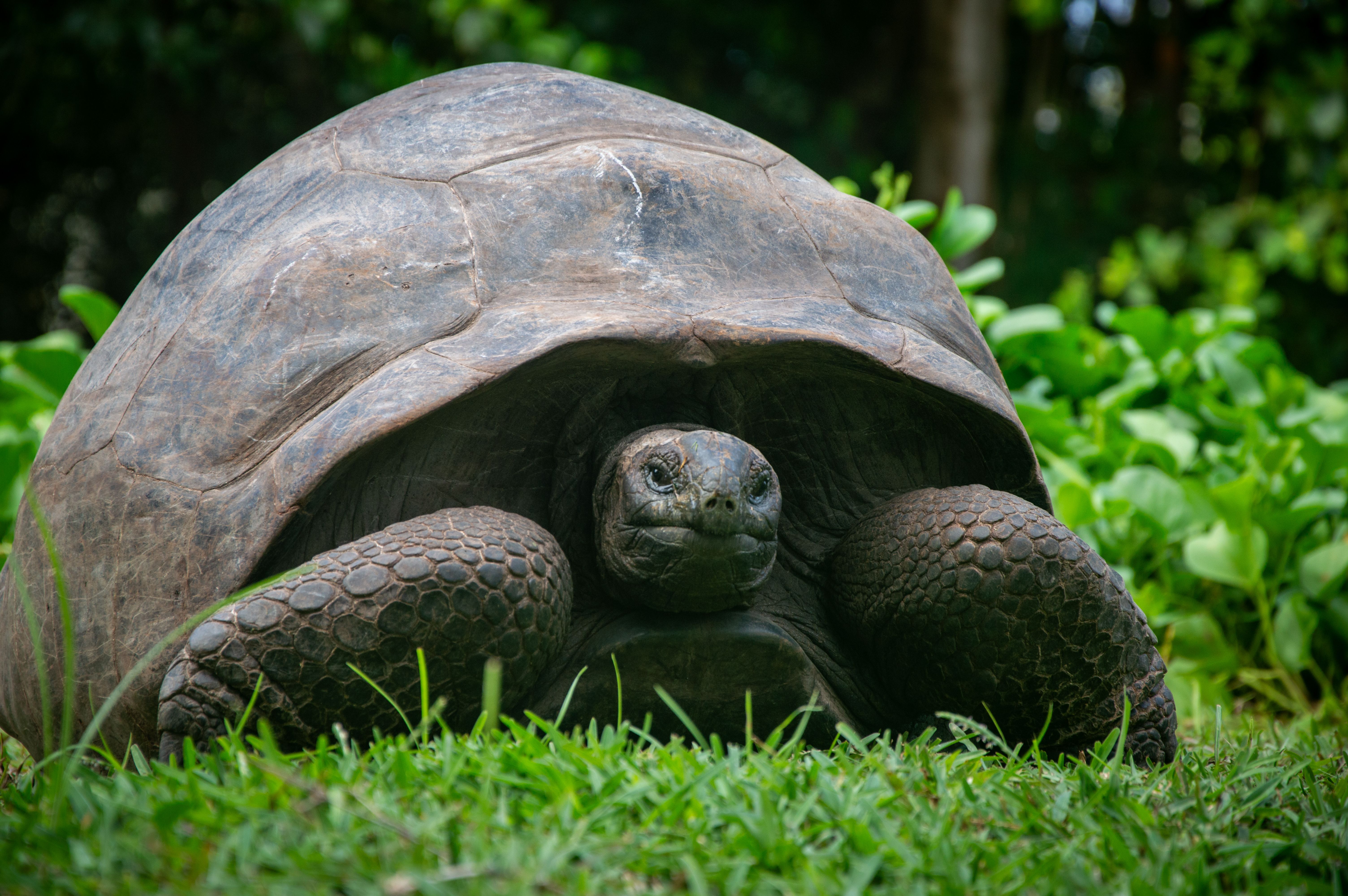Majestic Giant Tortoise in Natural Habitat · Free Stock Photo