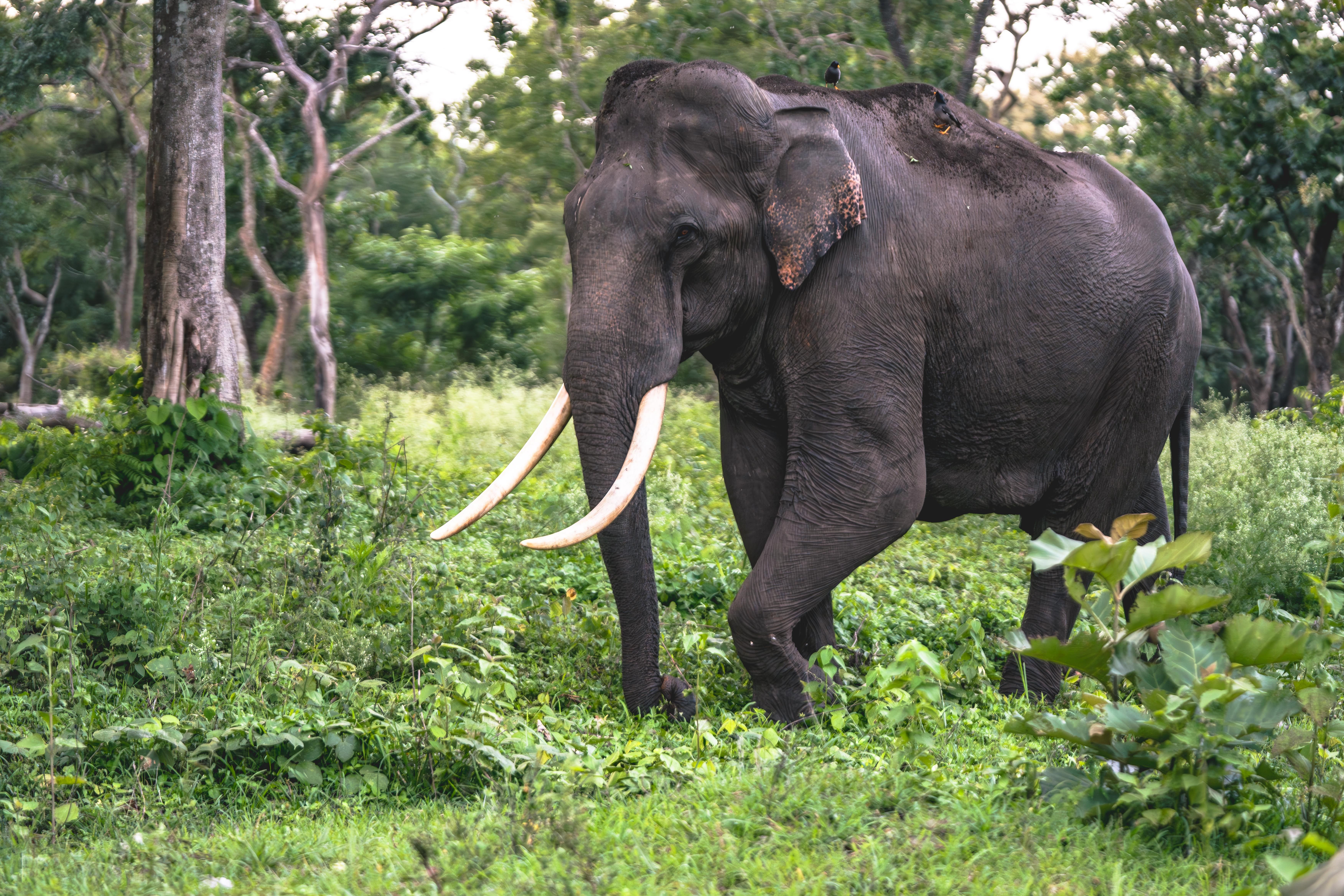 Black Elephant Near Trees · Free Stock Photo
