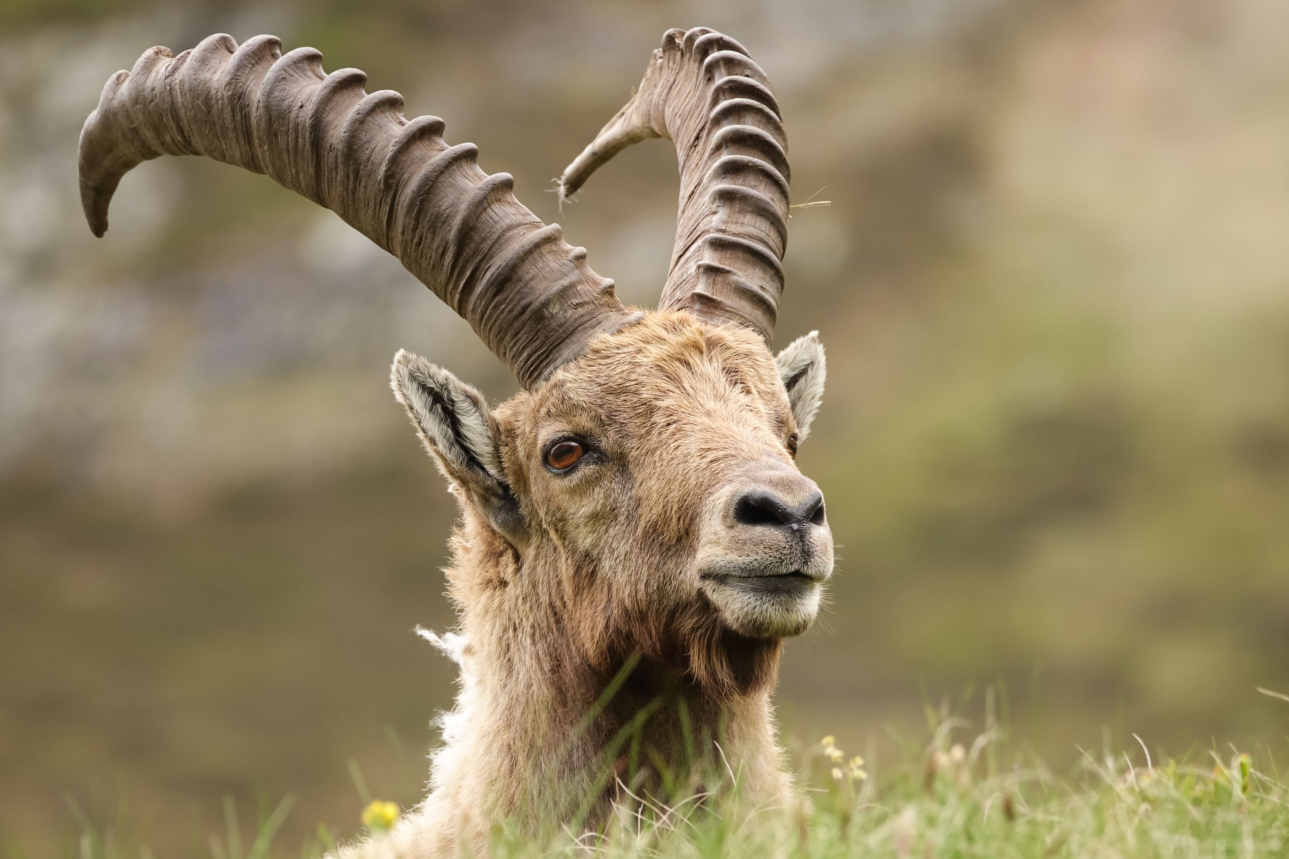 Majestic Ibex in Vanoise National Park · Free Stock Photo