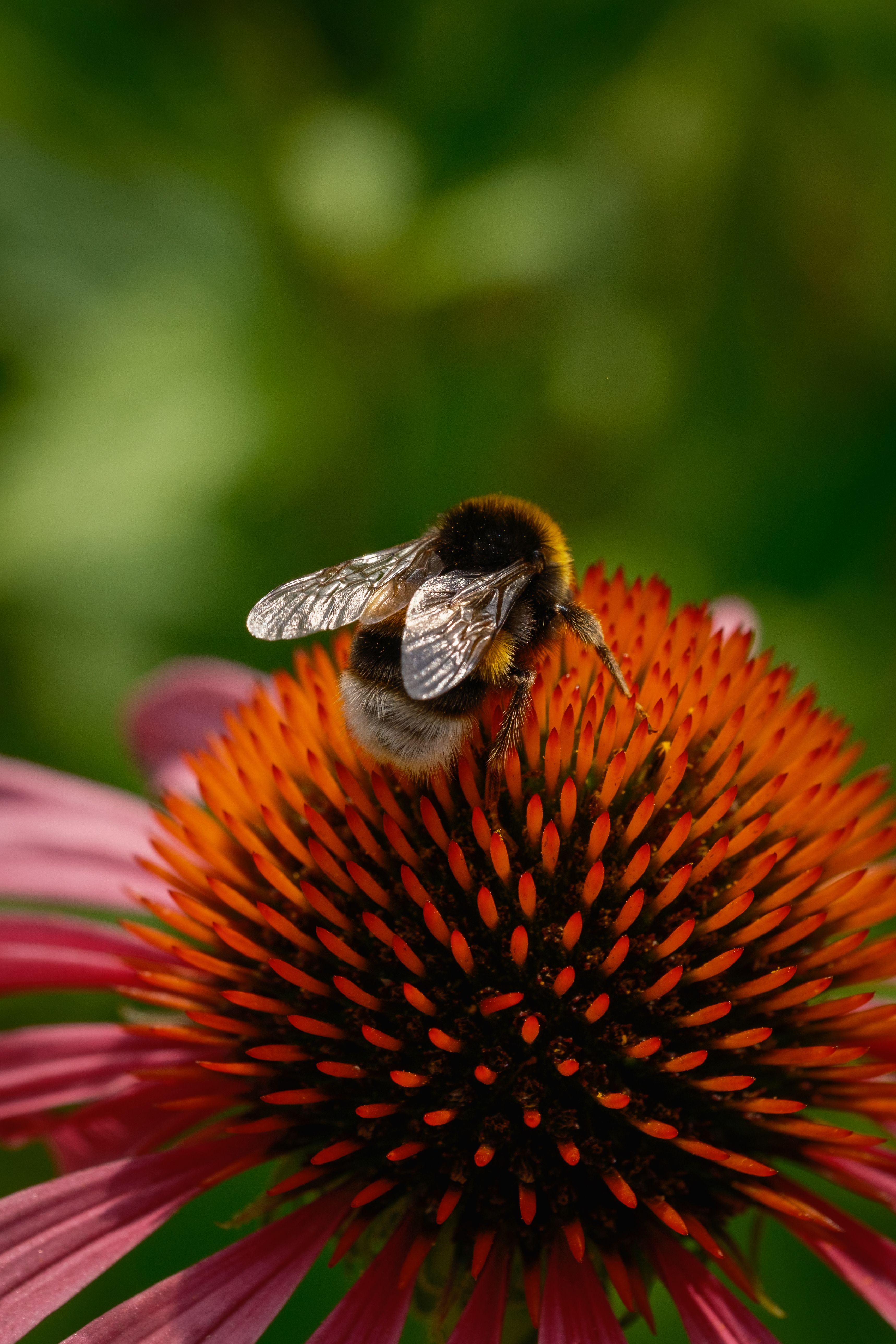 Bee On Flower · Free Stock Photo