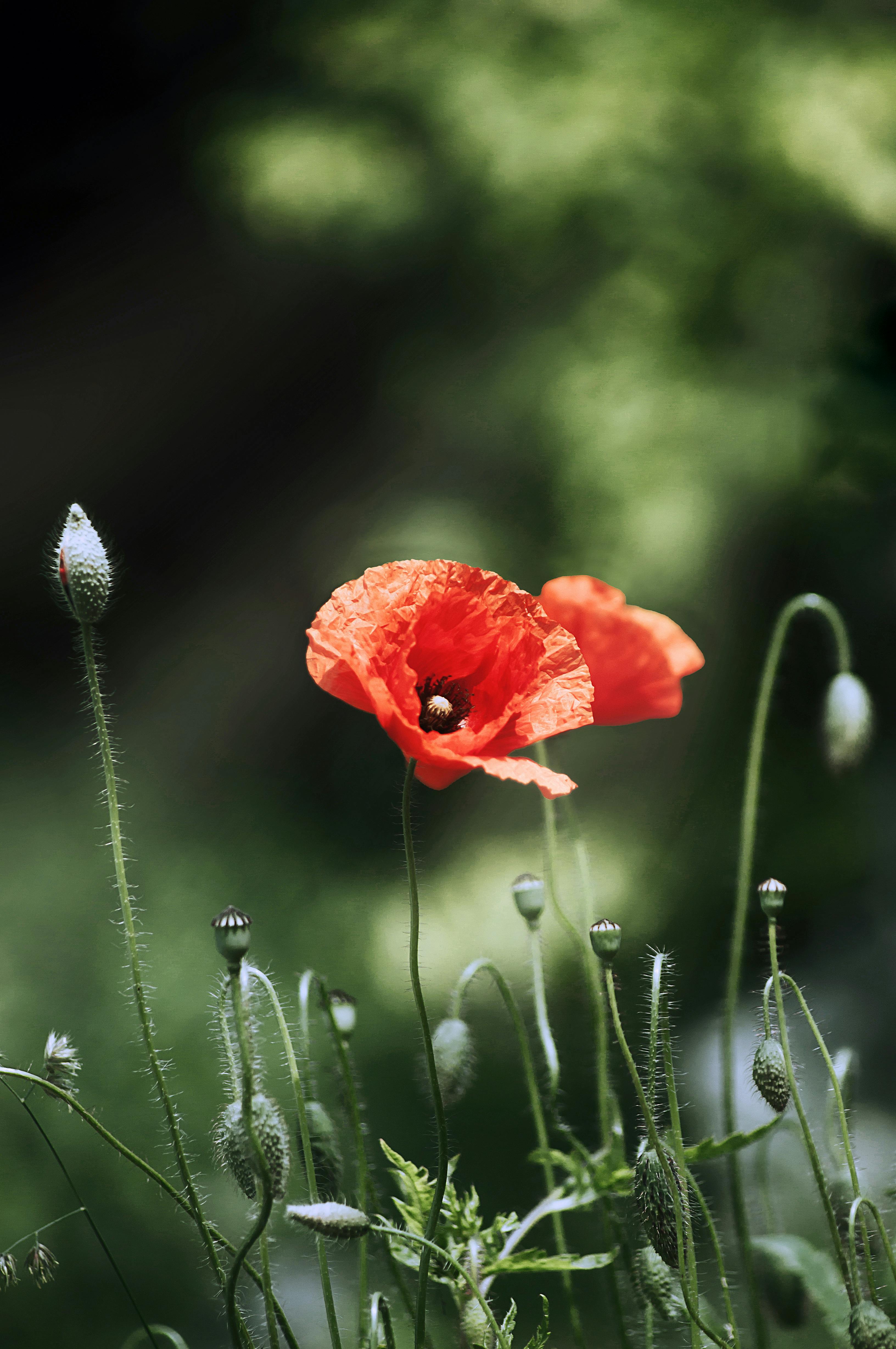 Maci Roșii Vibranți înfloresc în Câmpul De Primăvară · Imagine de stoc ...