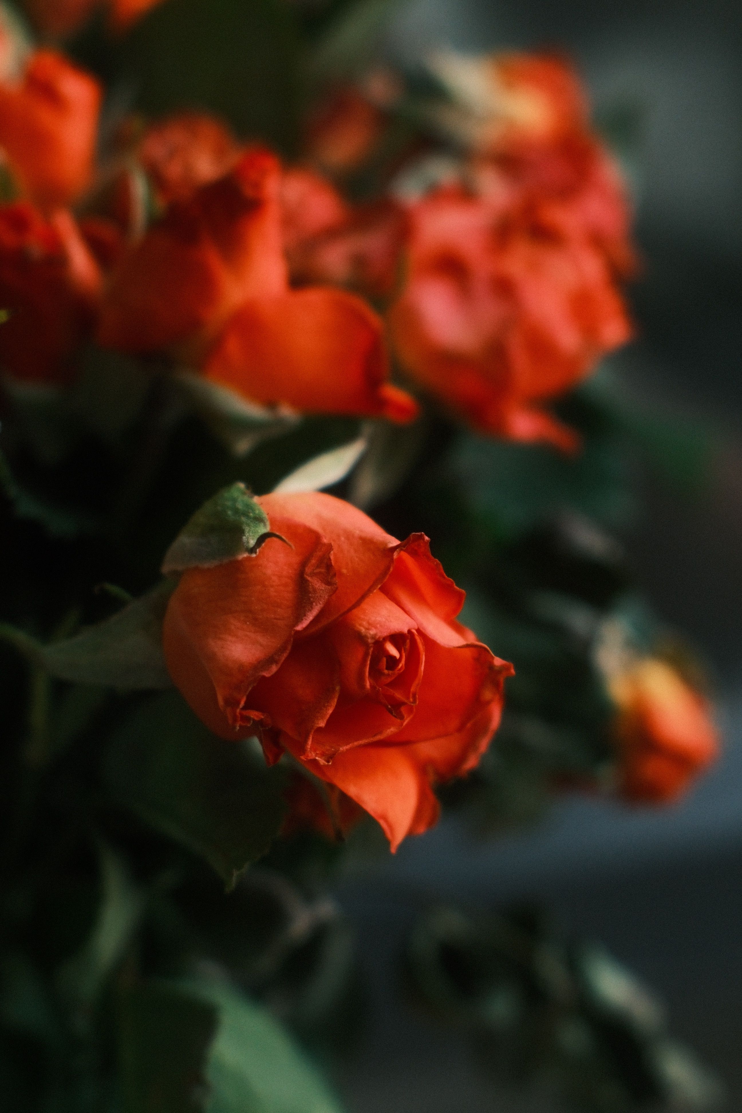 Le 700.000+ migliori foto di Fiori Di Colore · Download gratuito al 100 ...