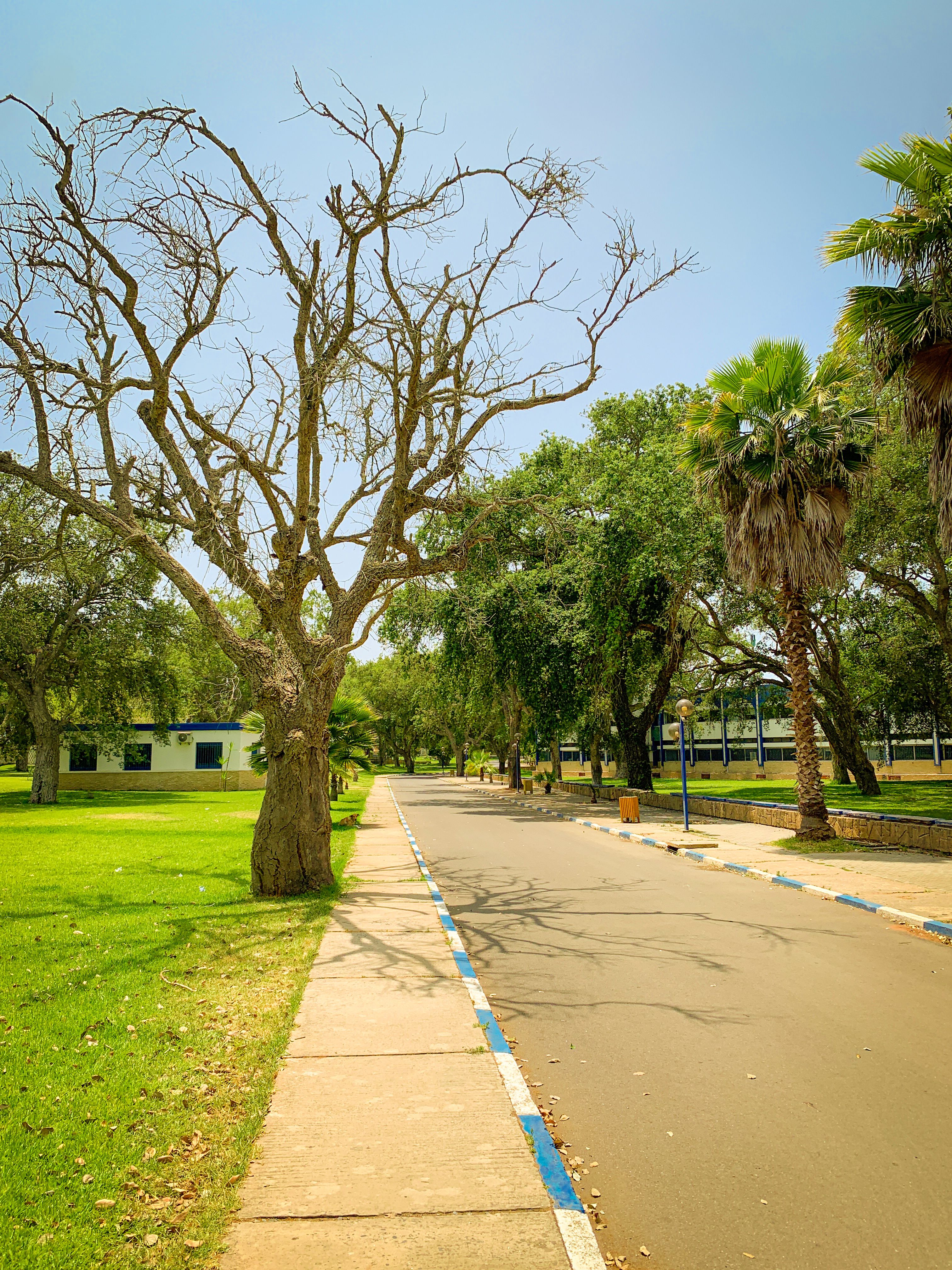 Sunny Park Path With Lush Green Trees · Free Stock Photo
