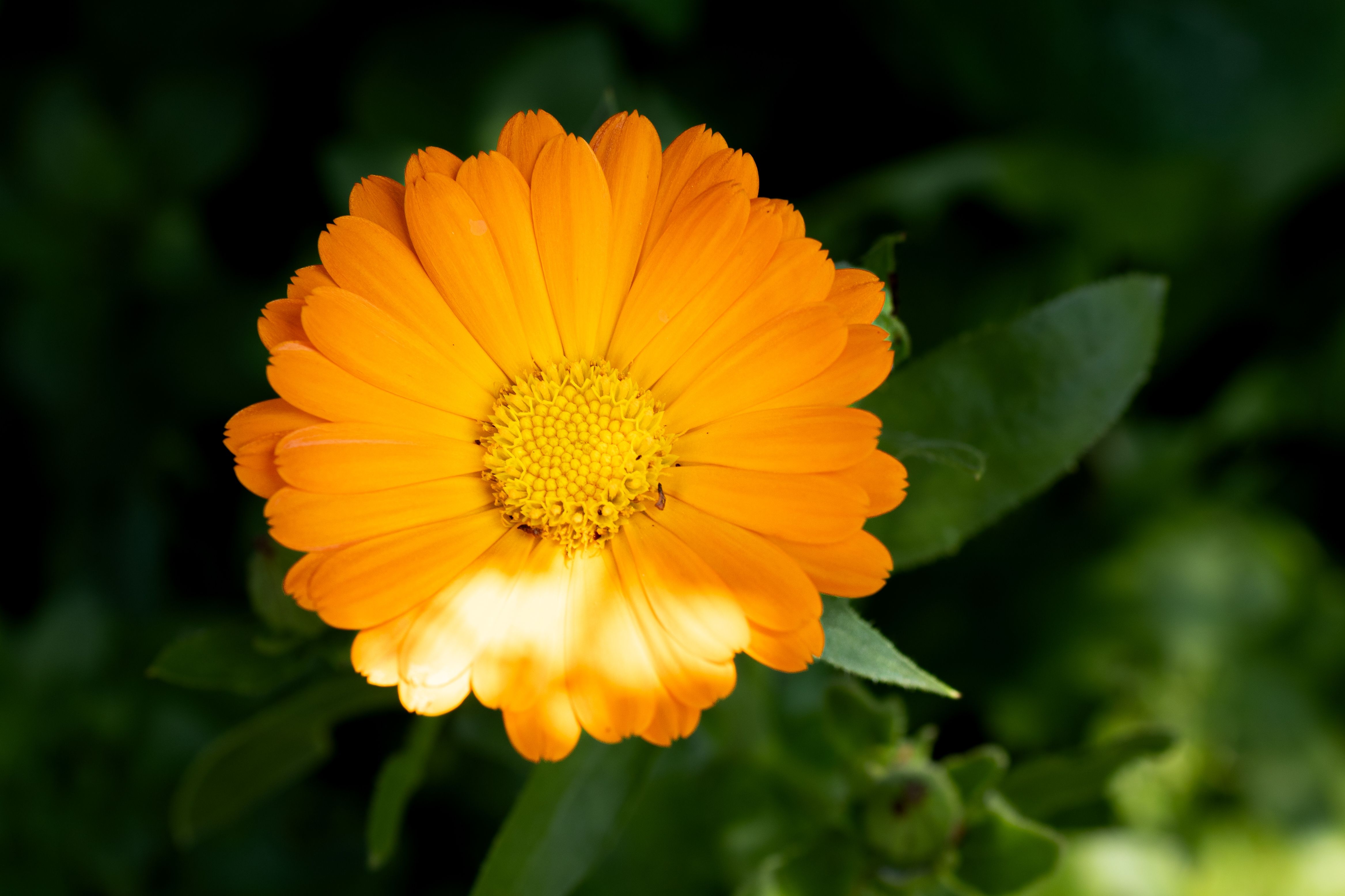 Vibrant Orange Calendula Flower in Bloom · Free Stock Photo