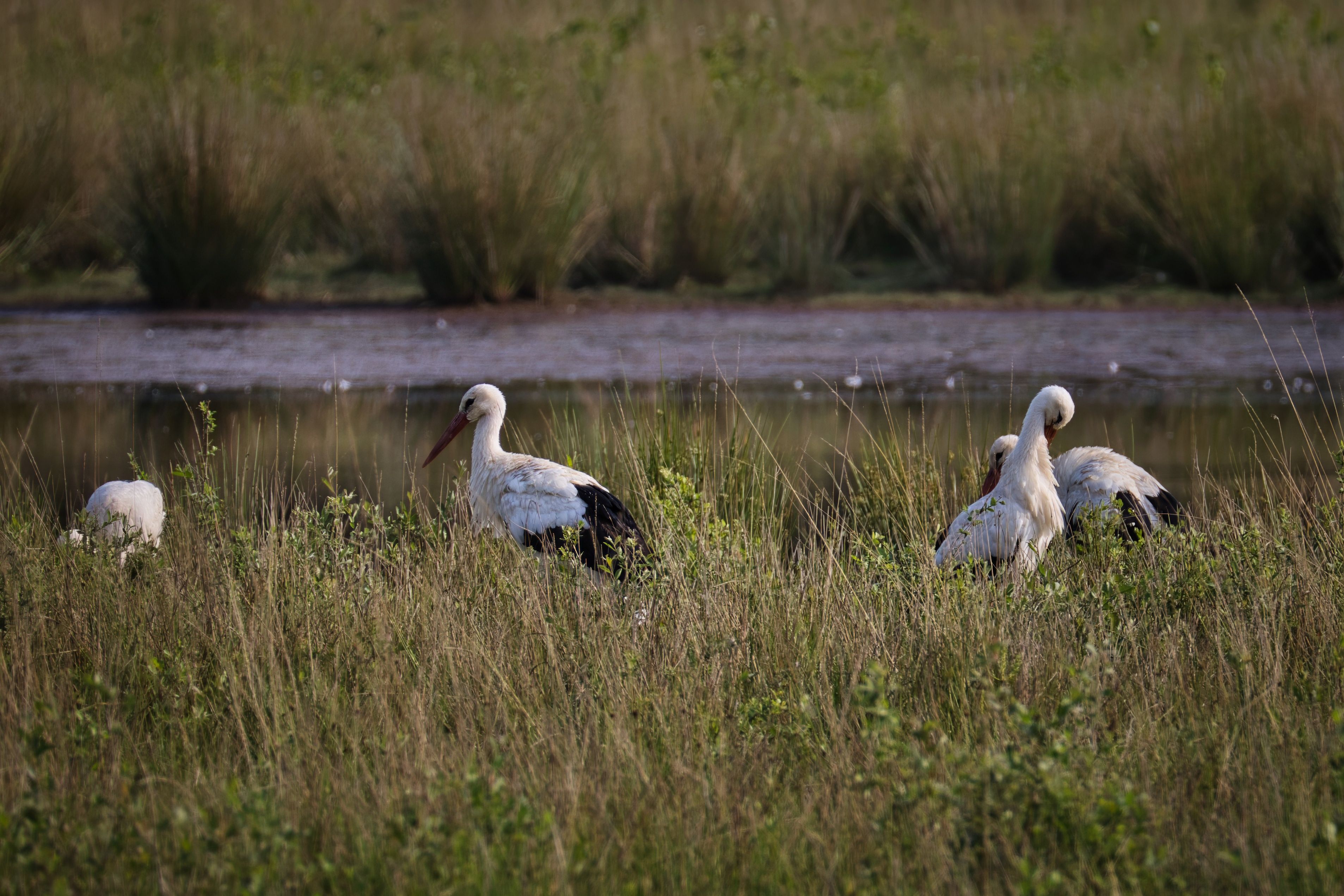 Storks in a Serene Wetland Meadow · Free Stock Photo