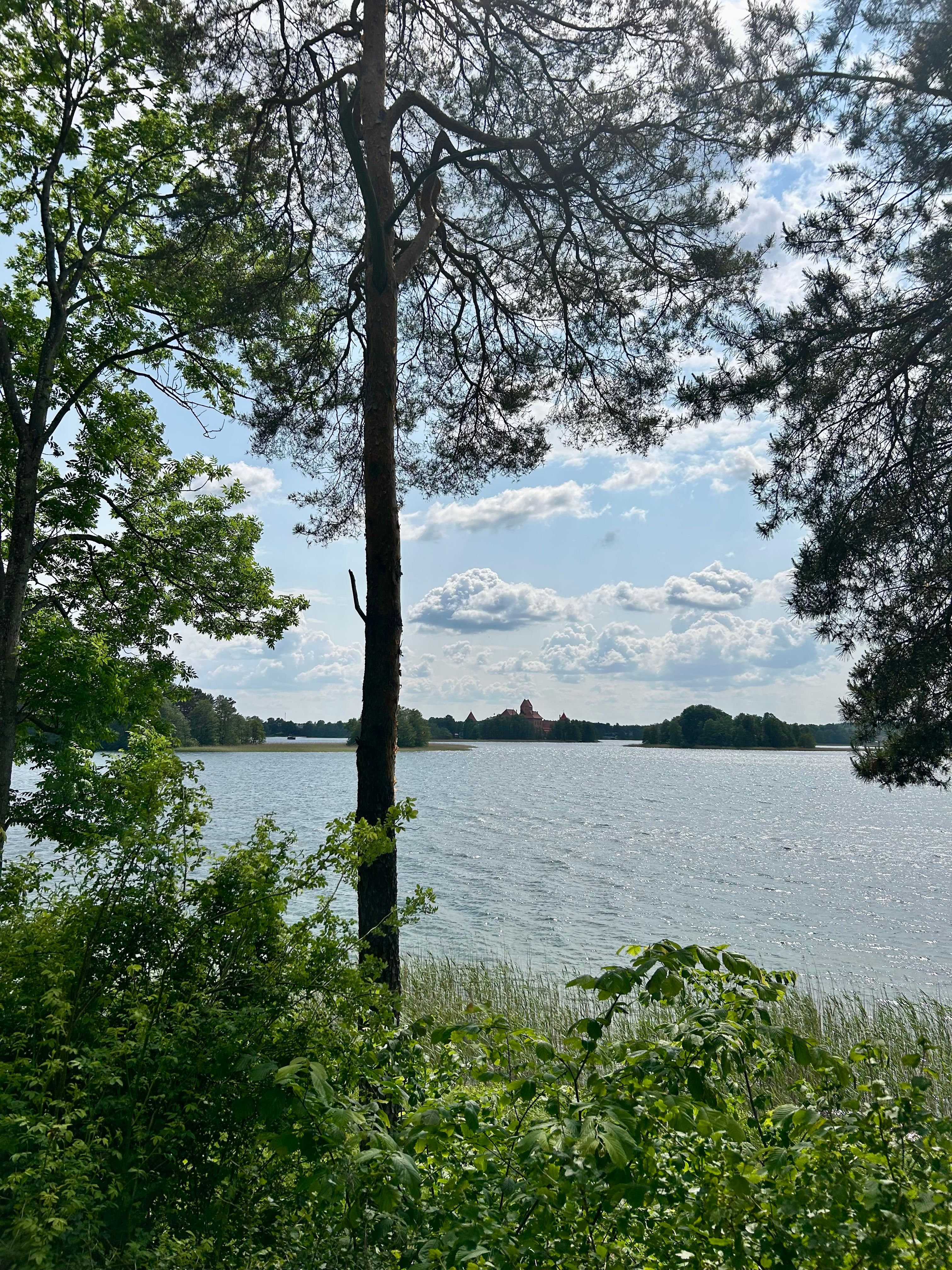 Vista Panorámica Del Lago A Través De Los Pinos En Un Día Soleado ...