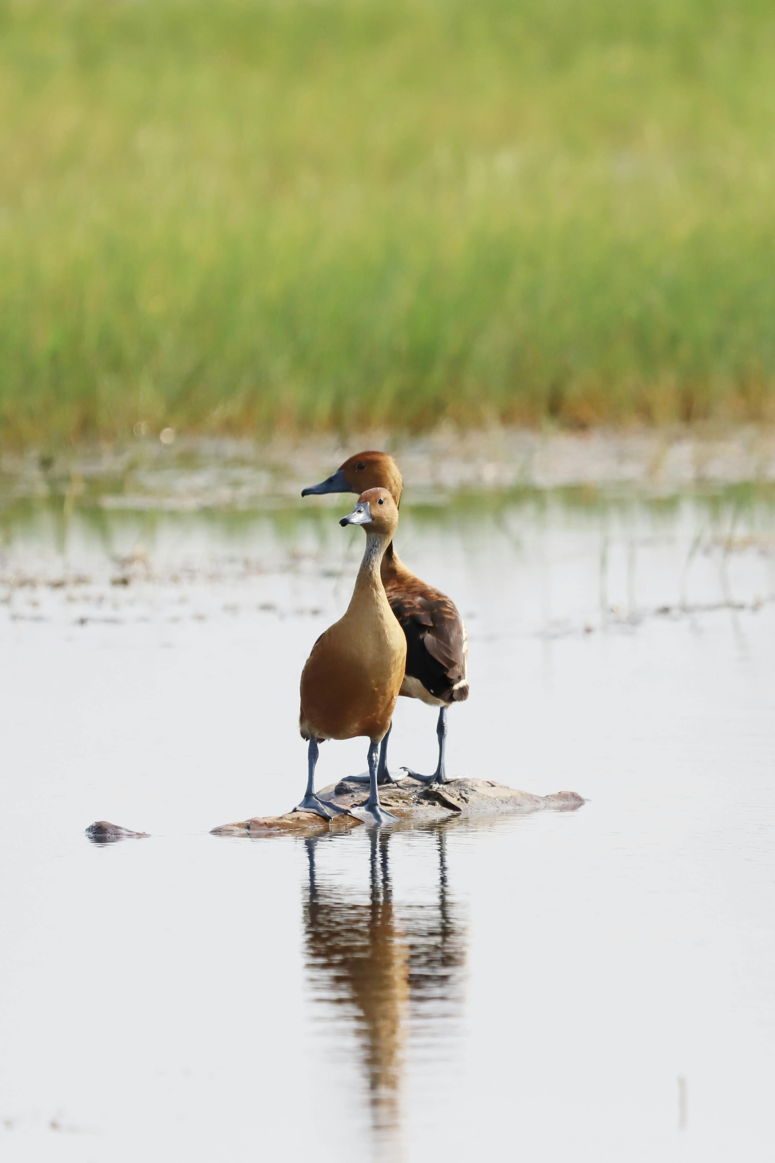 Koti Birds Photos, Download The BEST Free Koti Birds Stock Photos & HD ...