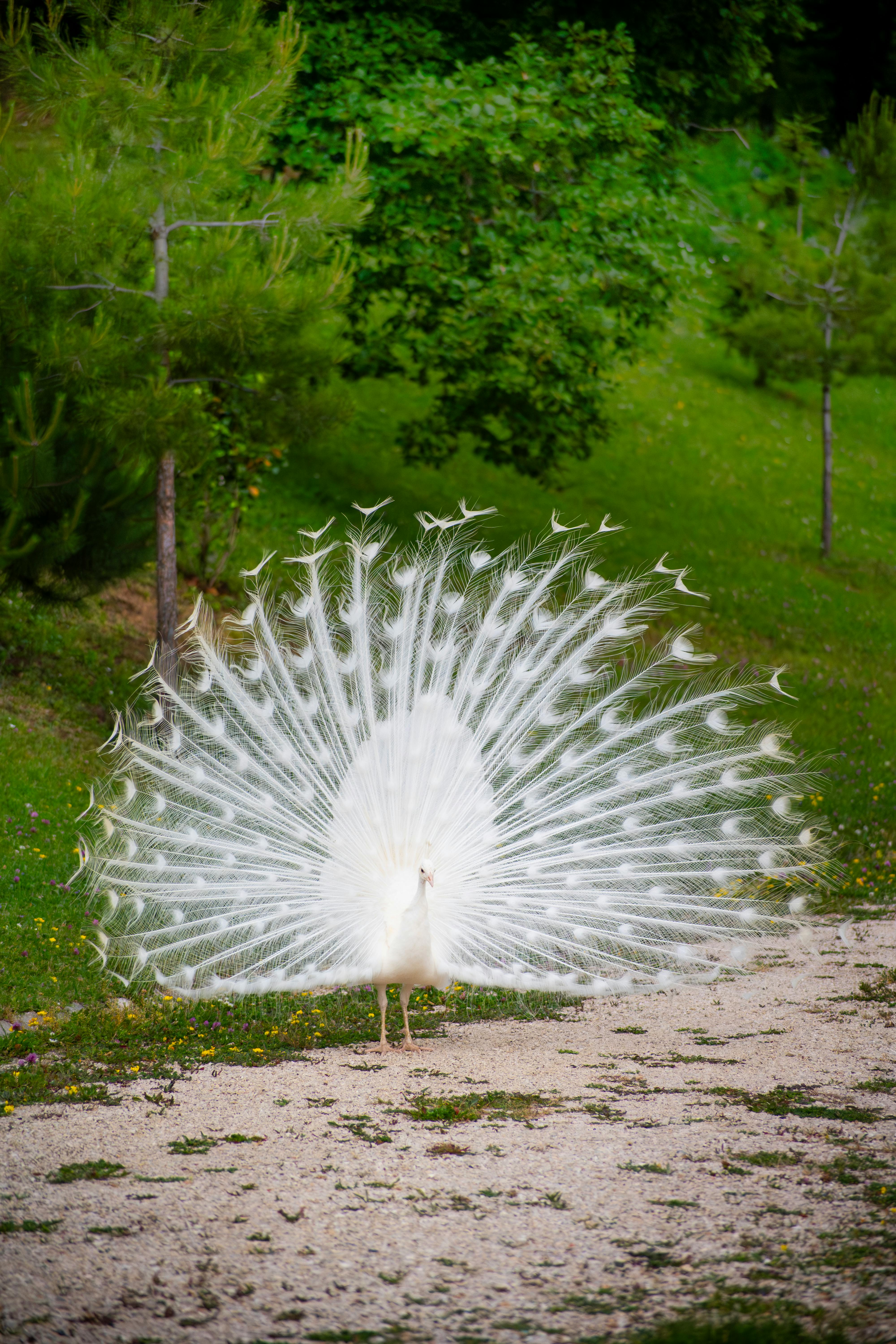 Elegant White Peacock Displaying Plumage in Georgia · Free Stock Photo