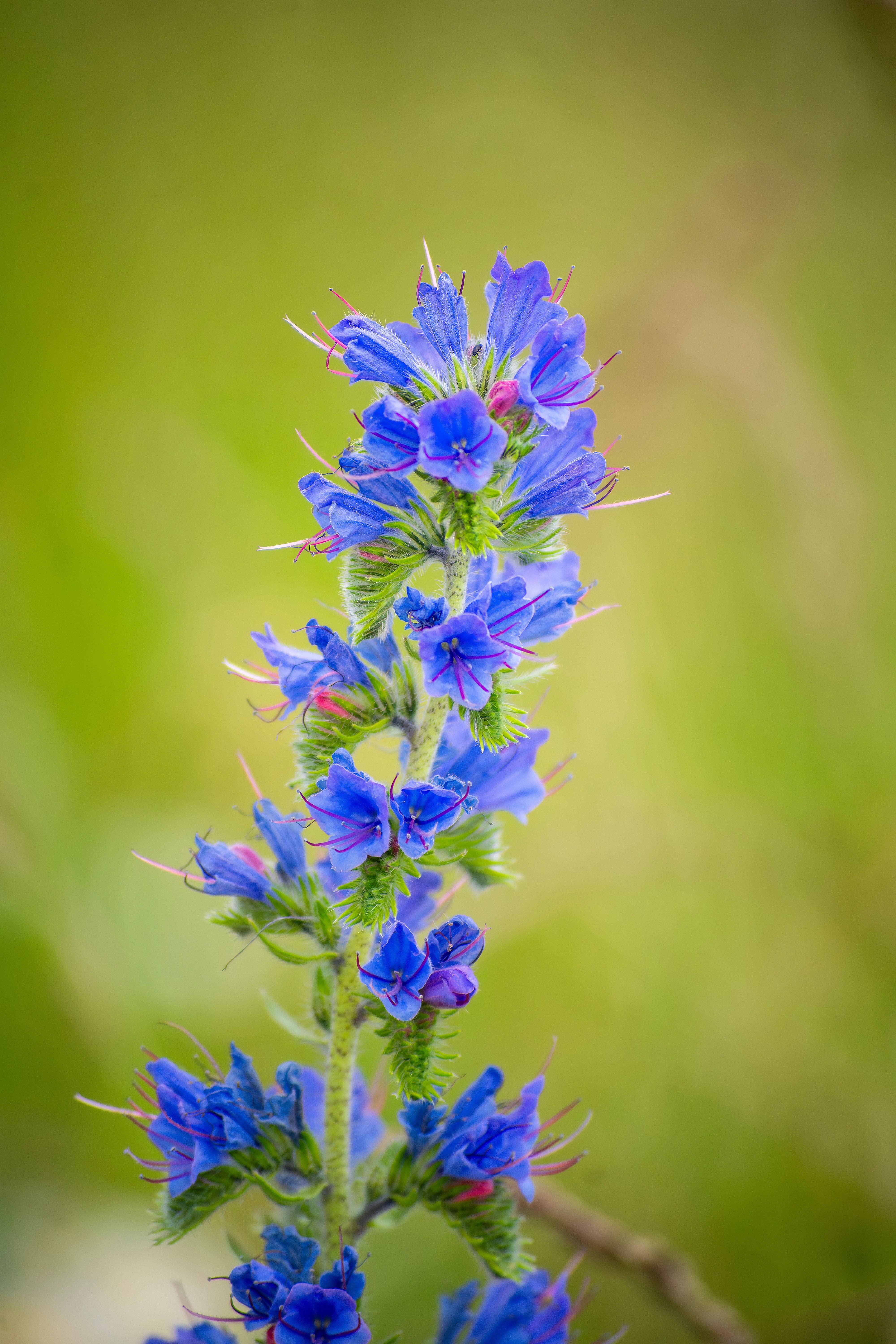Vivid Blue Viper's Bugloss Flower in Tbilisi · Free Stock Photo