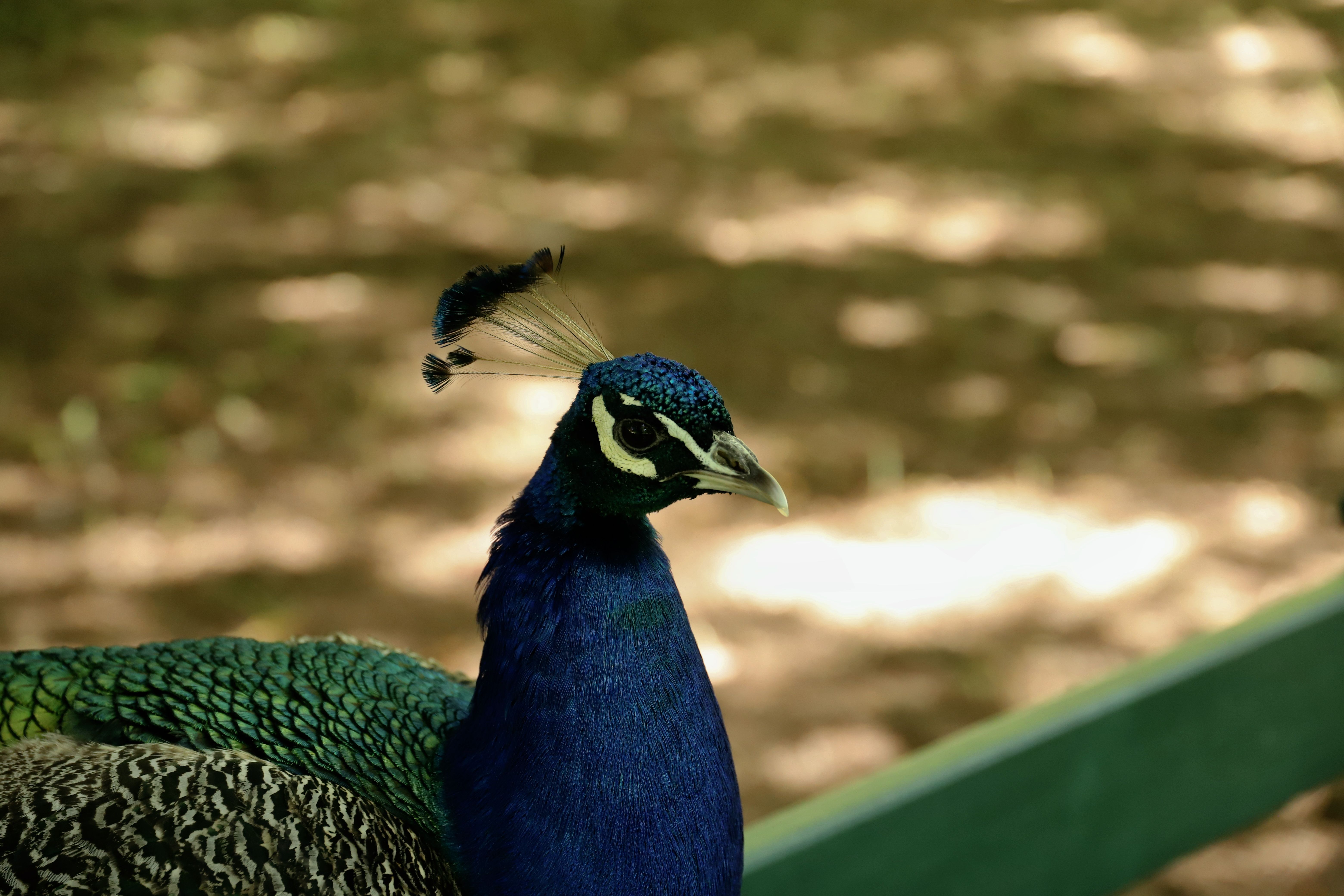 Stunning Blue Peacock in Natural Habitat · Free Stock Photo