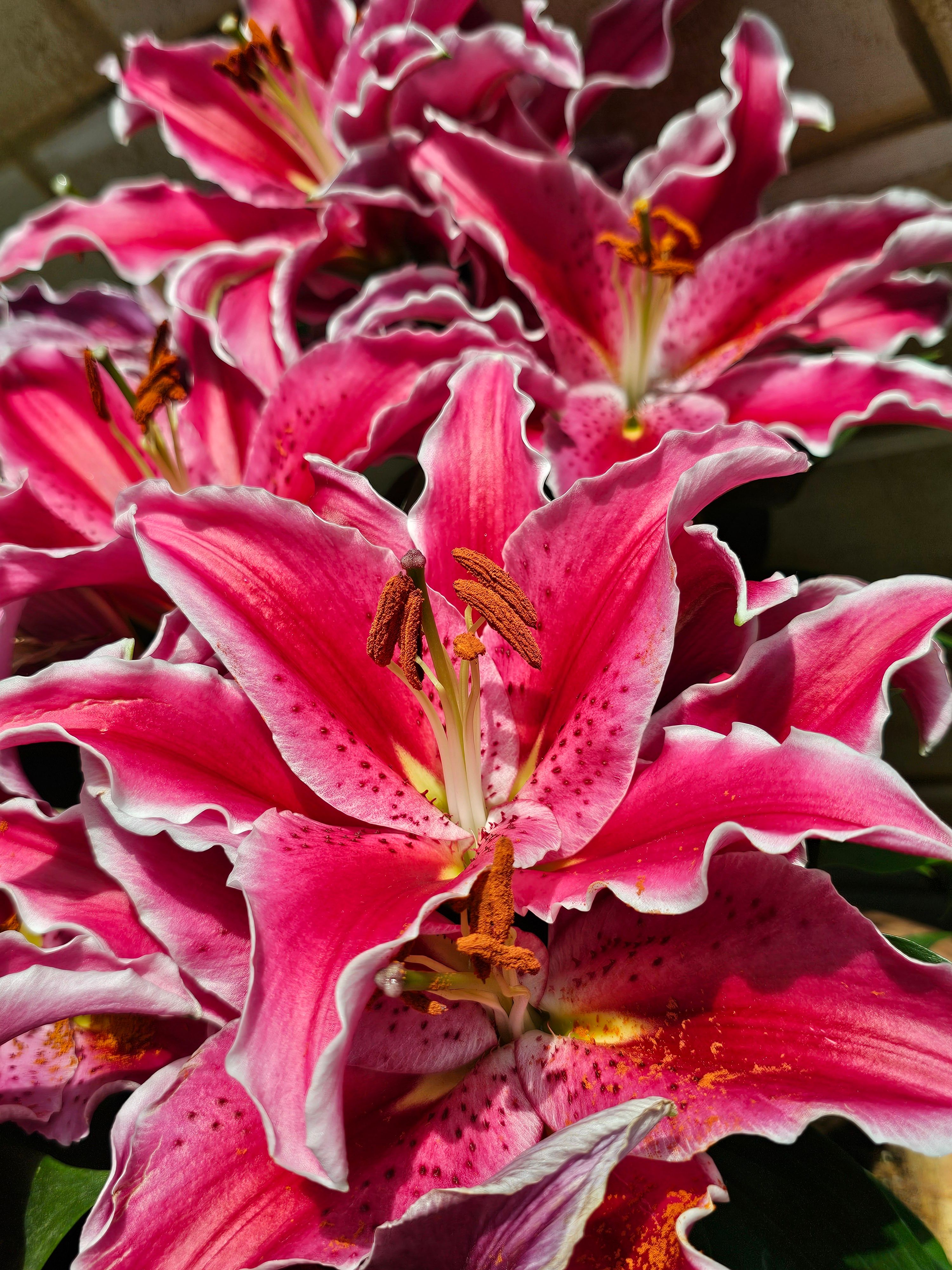 Lirios Stargazer De Color Rosa Vibrante En Plena Floración · Foto de ...