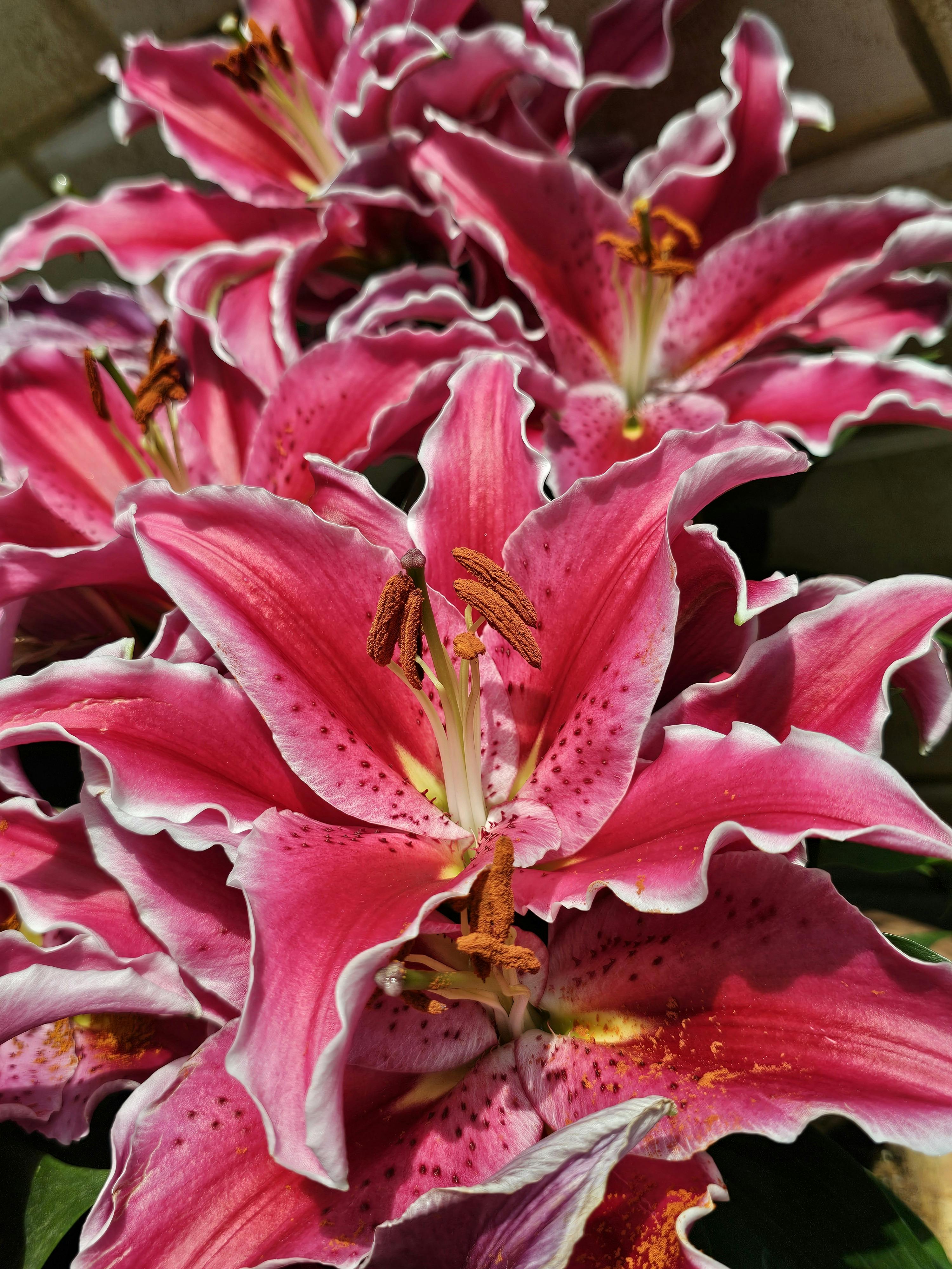 Vibrant Pink Stargazer Lilies in Full Bloom · Free Stock Photo