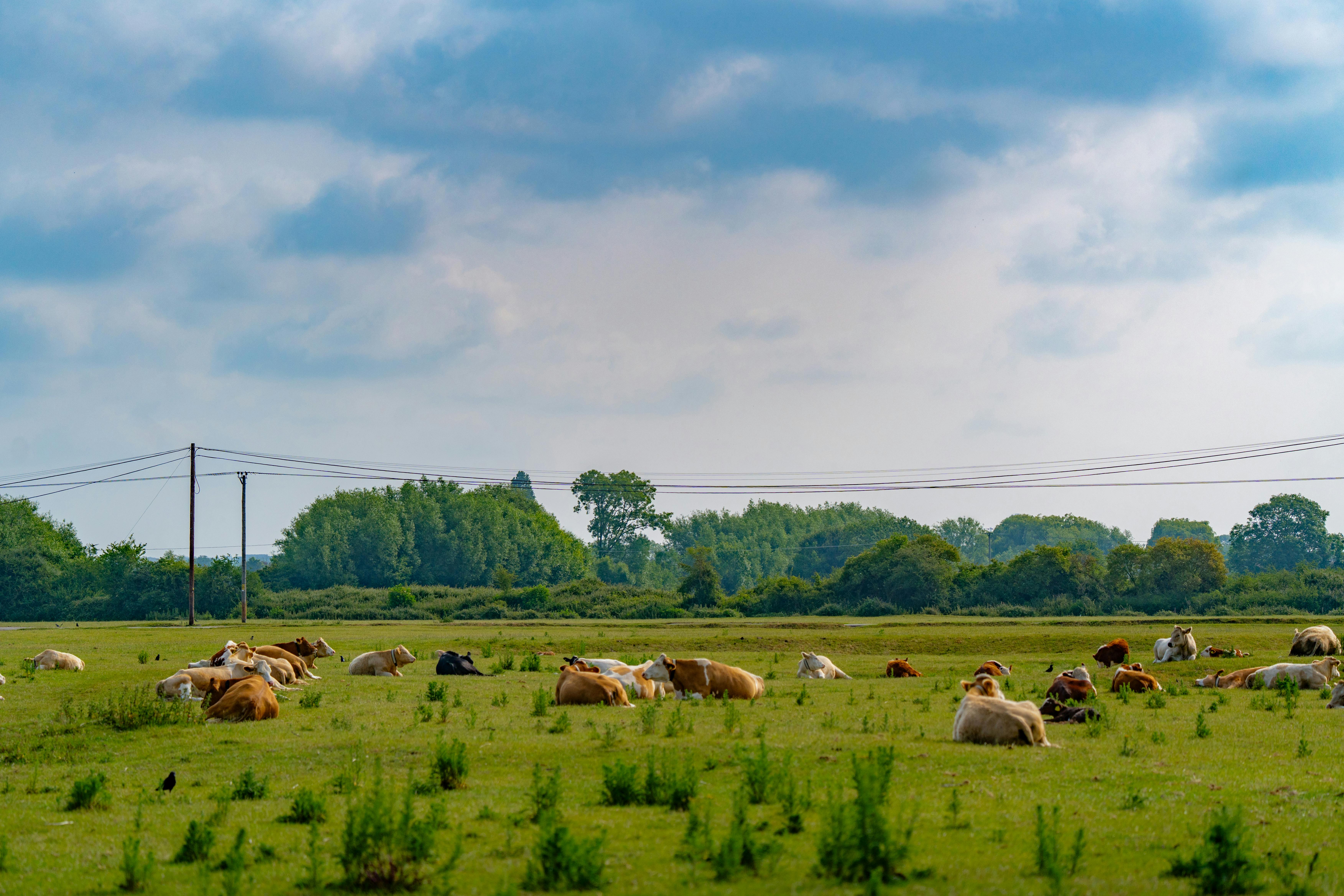 Candydoll Telegraph Photos, Download The BEST Free Candydoll Telegraph ...