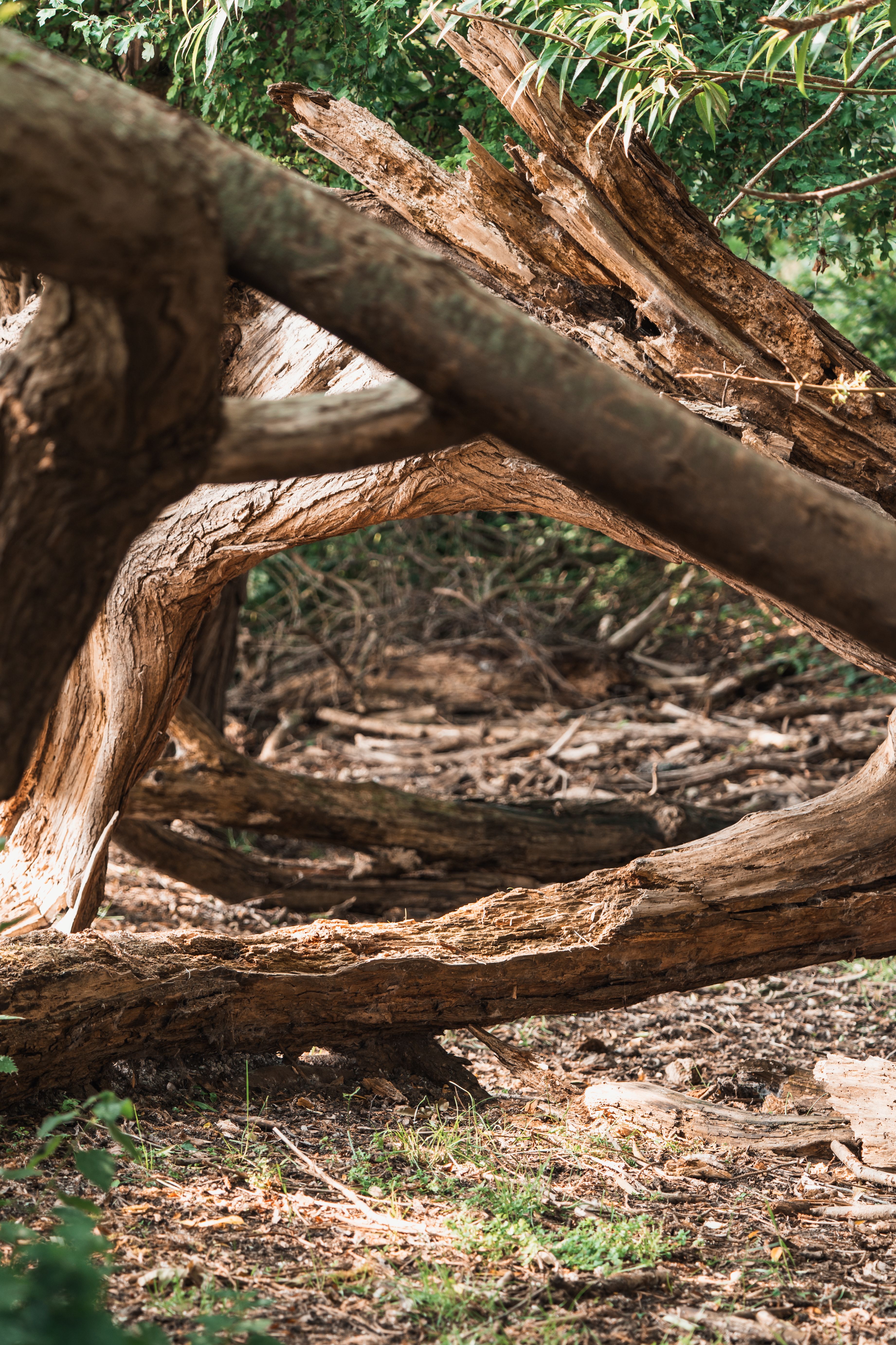 Twisted Tree Trunk in Rustic London Woodland · Free Stock Photo
