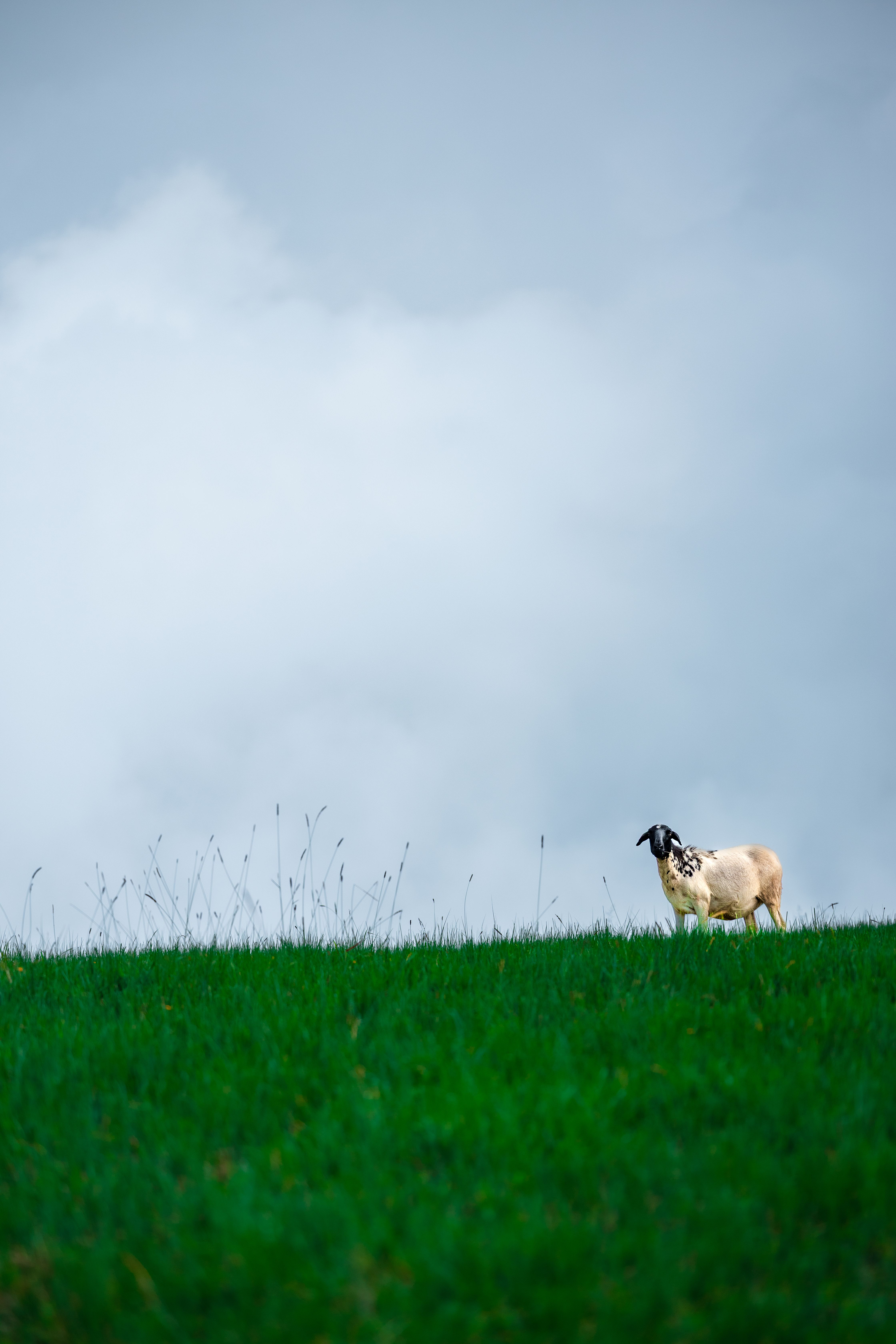 Land Scape Grass Photos, Download The BEST Free Land Scape Grass Stock ...