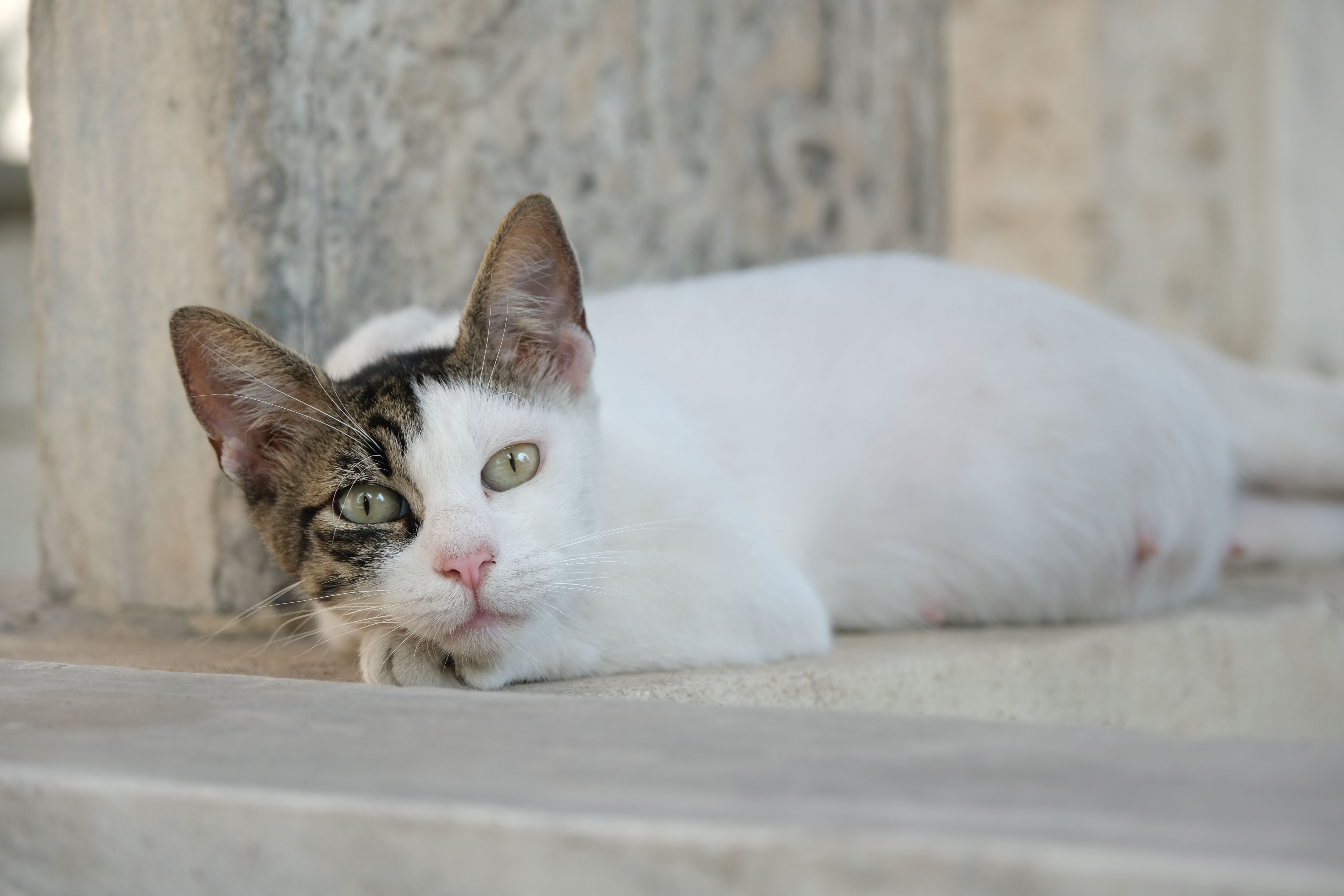 Gato Blanco Y Atigrado Relajado Descansando Al Aire Libre · Foto de ...