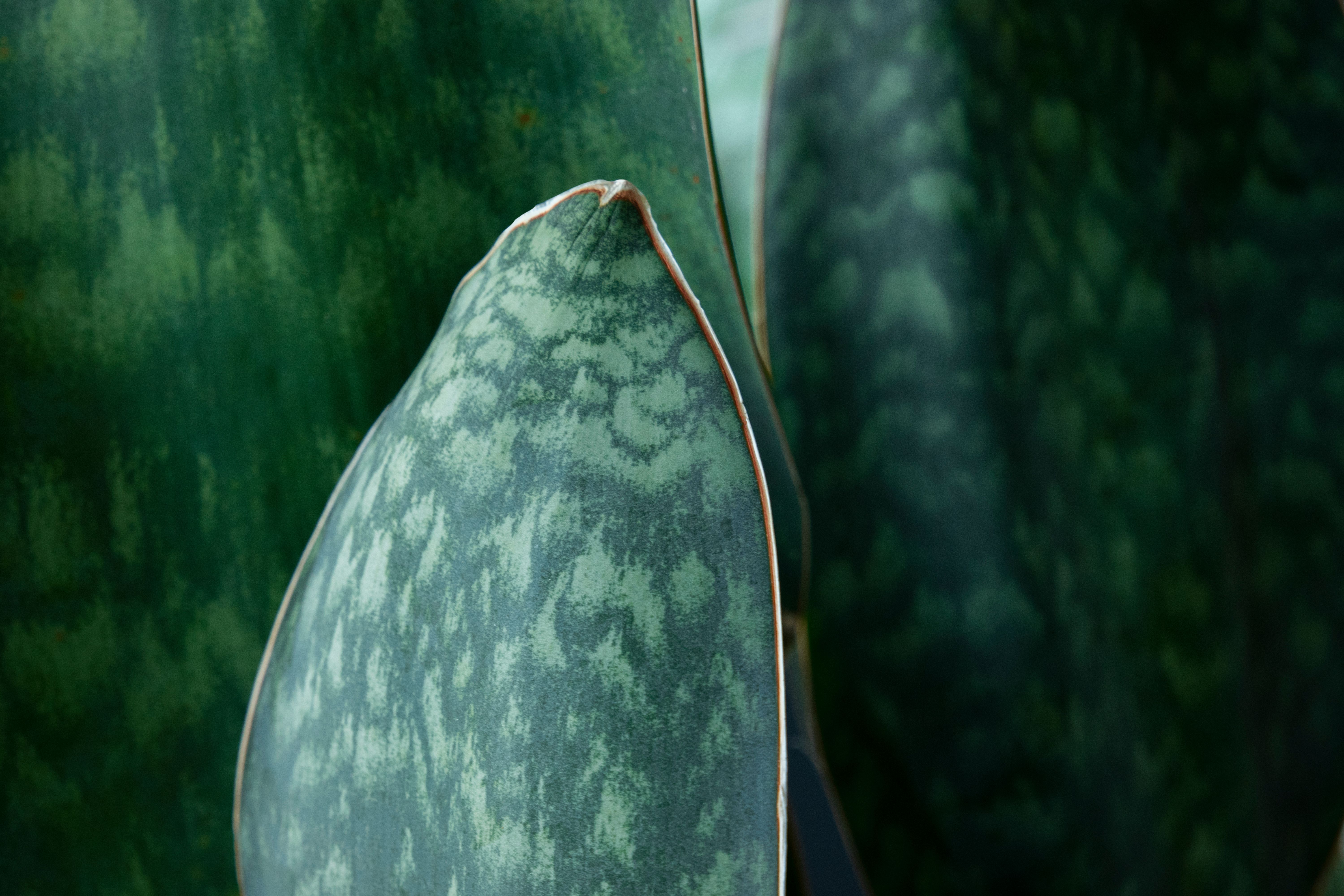 Sansevieria Masoniana Variegata Photos, Download The BEST Free ...