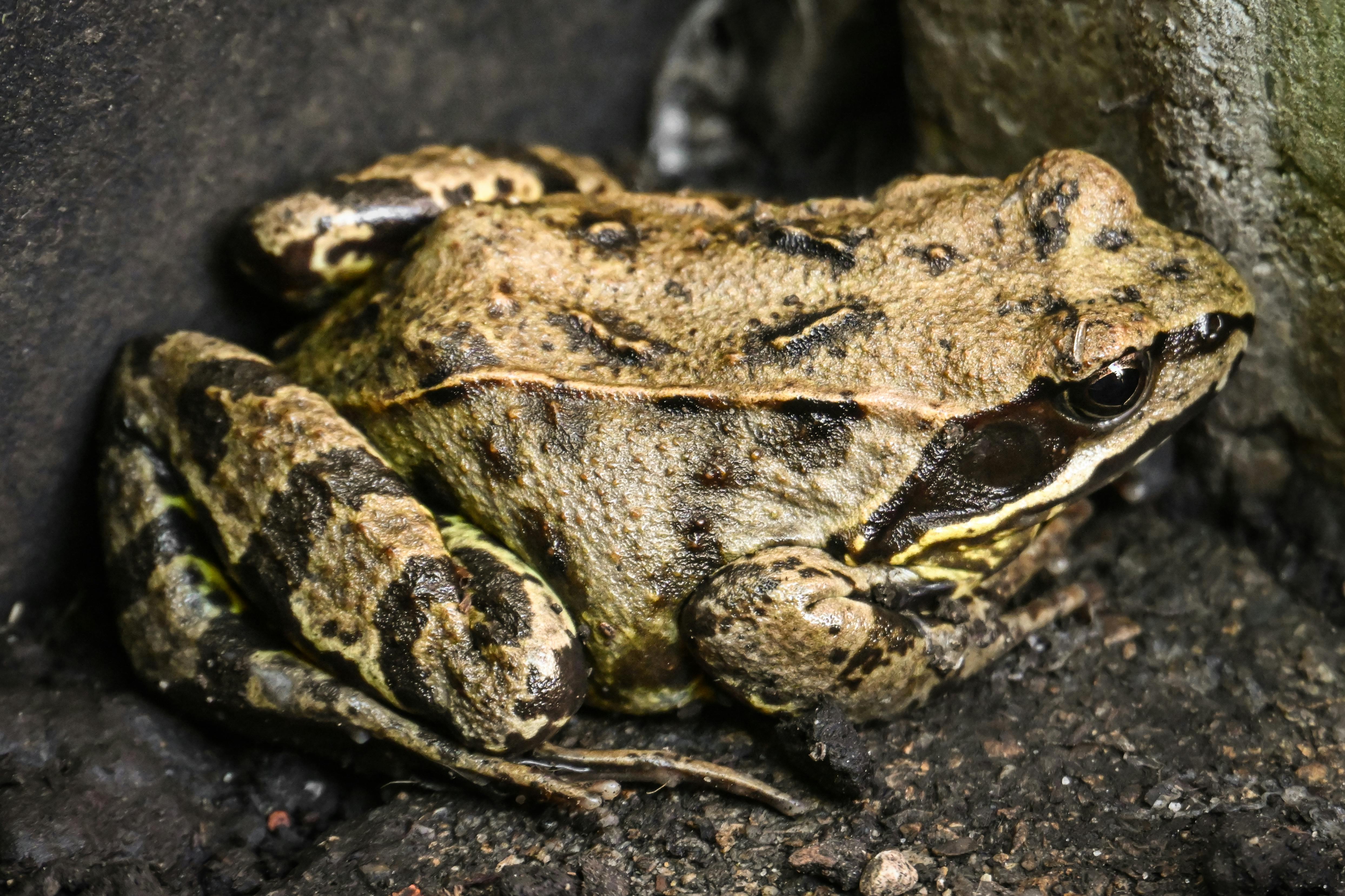 Funny Frog Photos, Download The BEST Free Funny Frog Stock Photos & HD ...