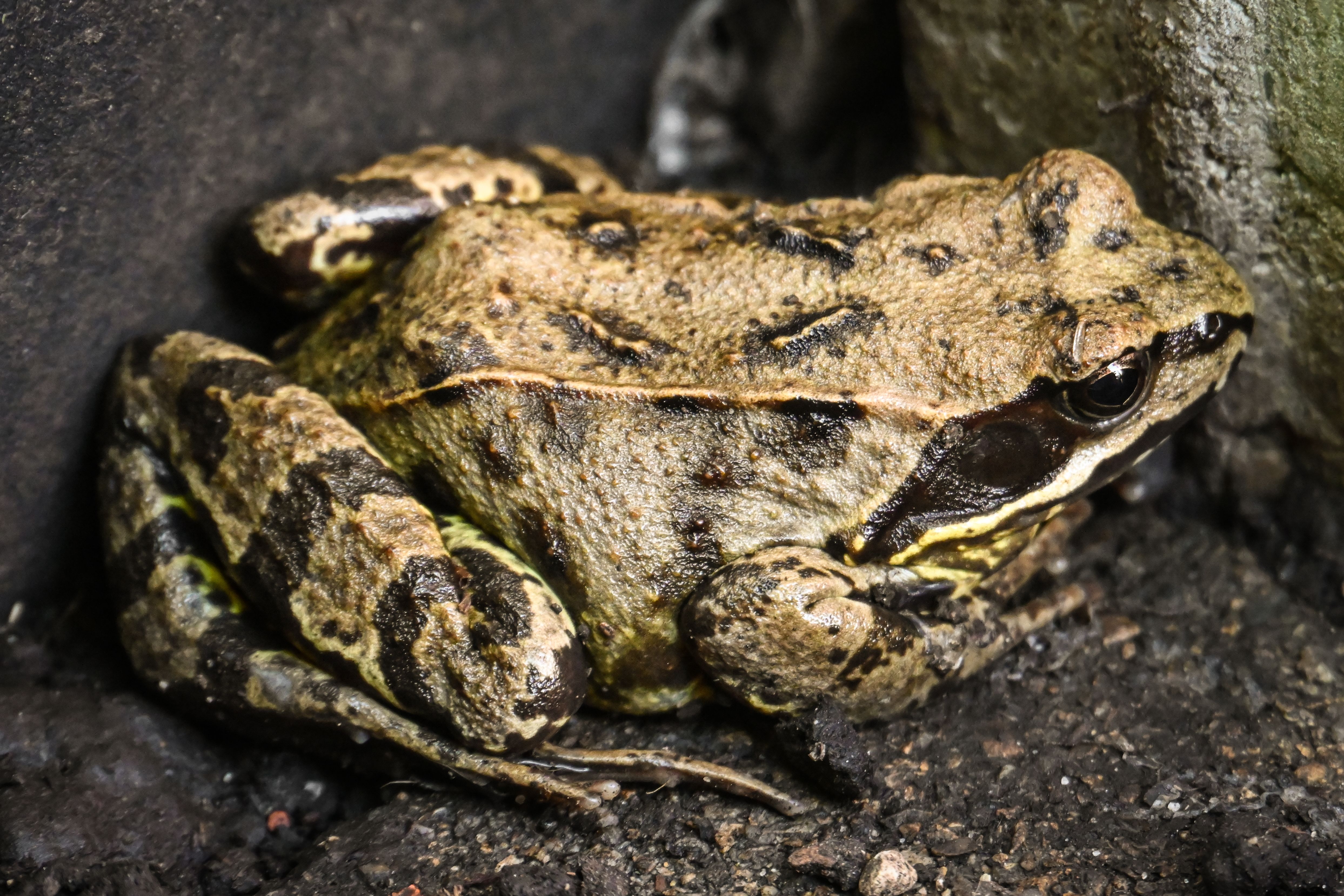 Close-up of a Common Toad in Natural Habitat · Free Stock Photo