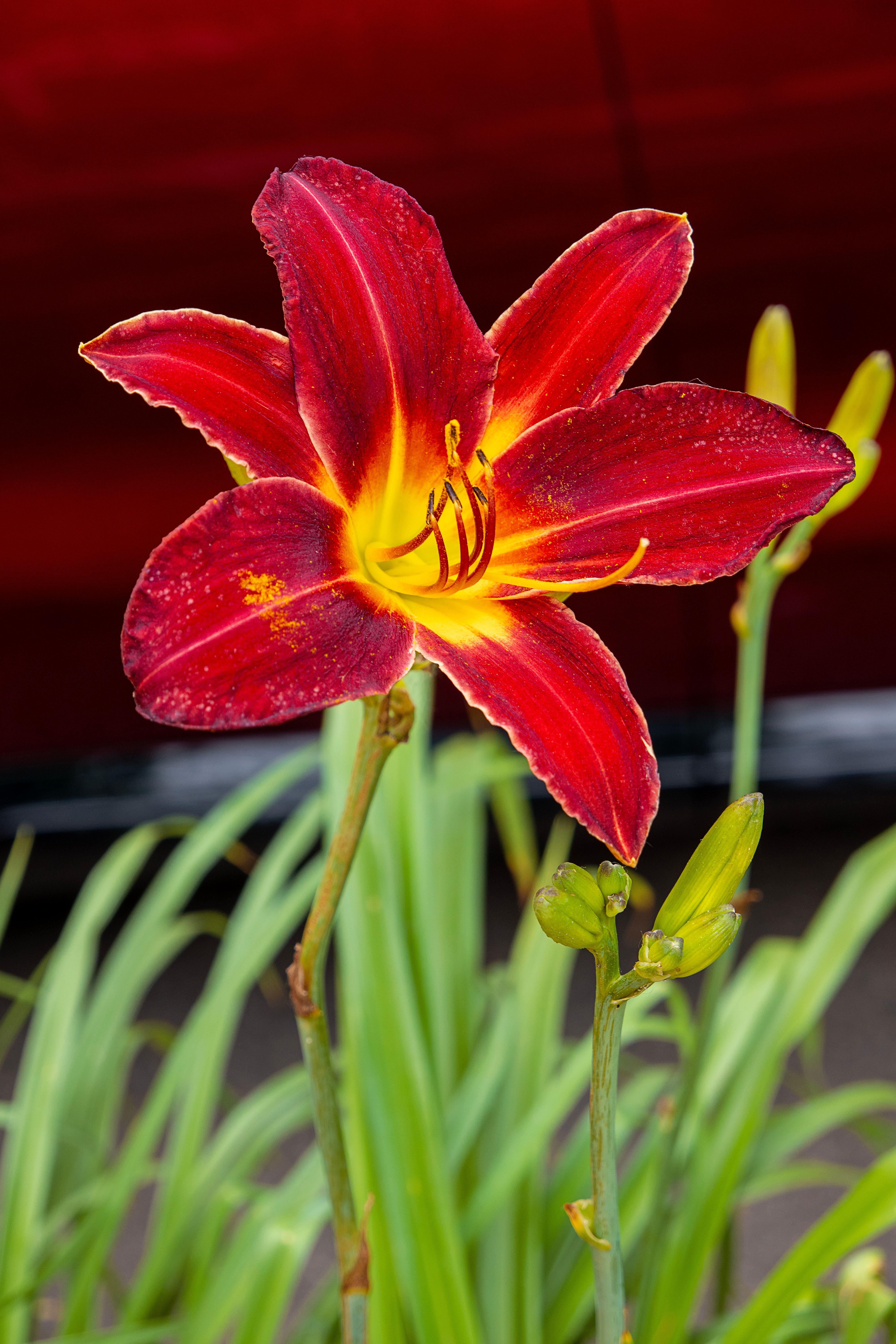 Vibrant Red Daylily in Bloom with Dewdrops · Free Stock Photo