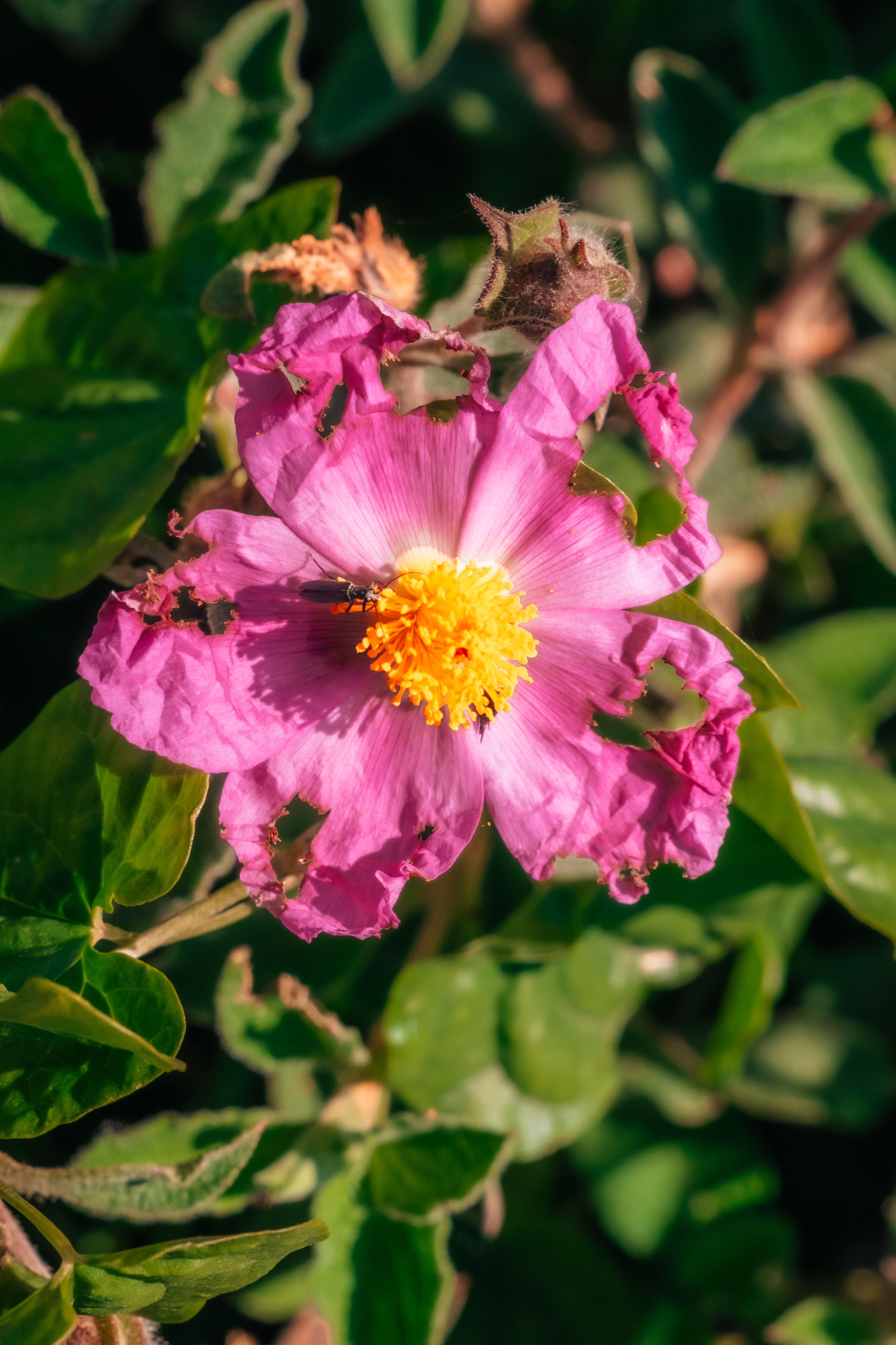 Vibrant Pink Flower with Insect in Sunlight · Free Stock Photo